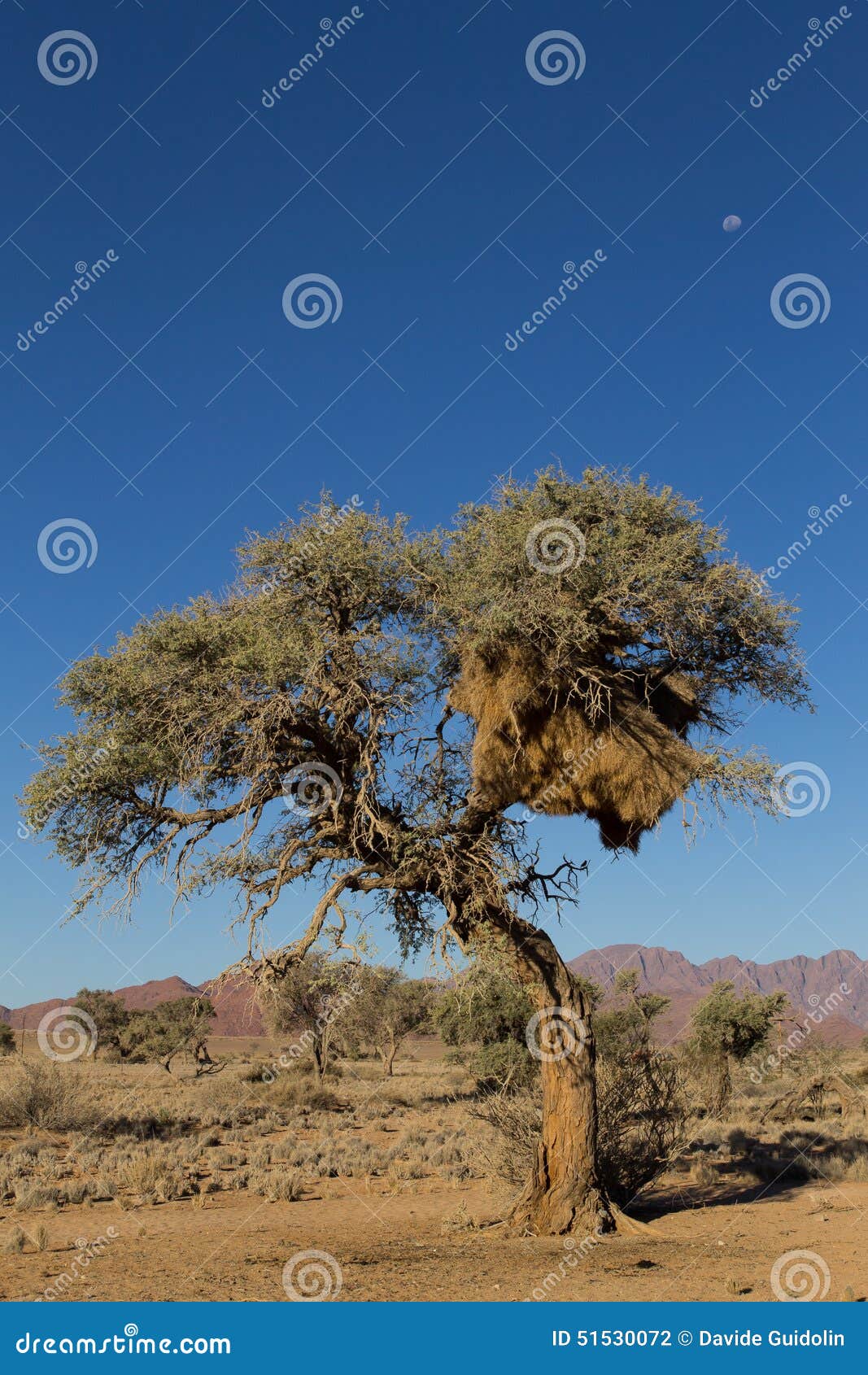 Nest stock photo. Image of bush, namib, tree, mountain - 51530072
