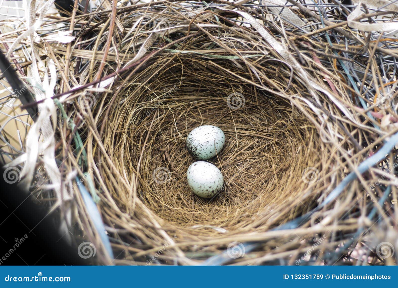 Nest, Bird Nest, Egg, Beak Picture. Image: 132351789