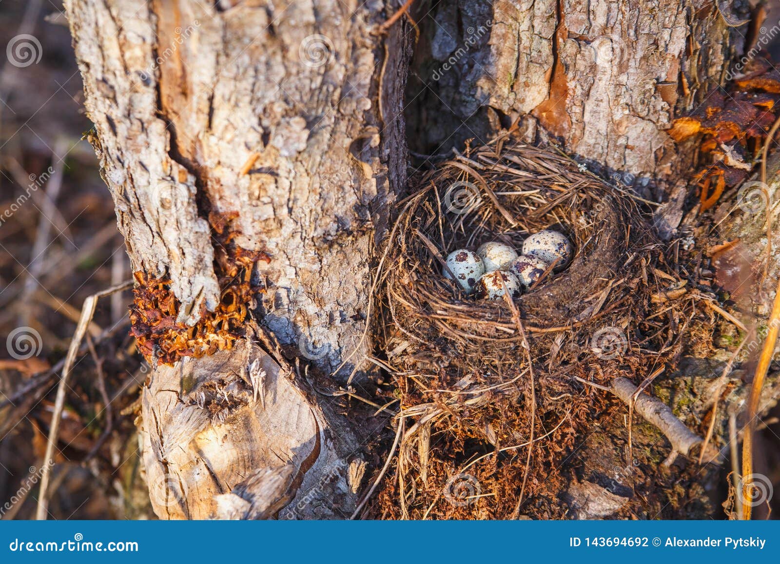 Nest with Bird Eggs in the Spring Forest Stock Photo - Image of forest ...