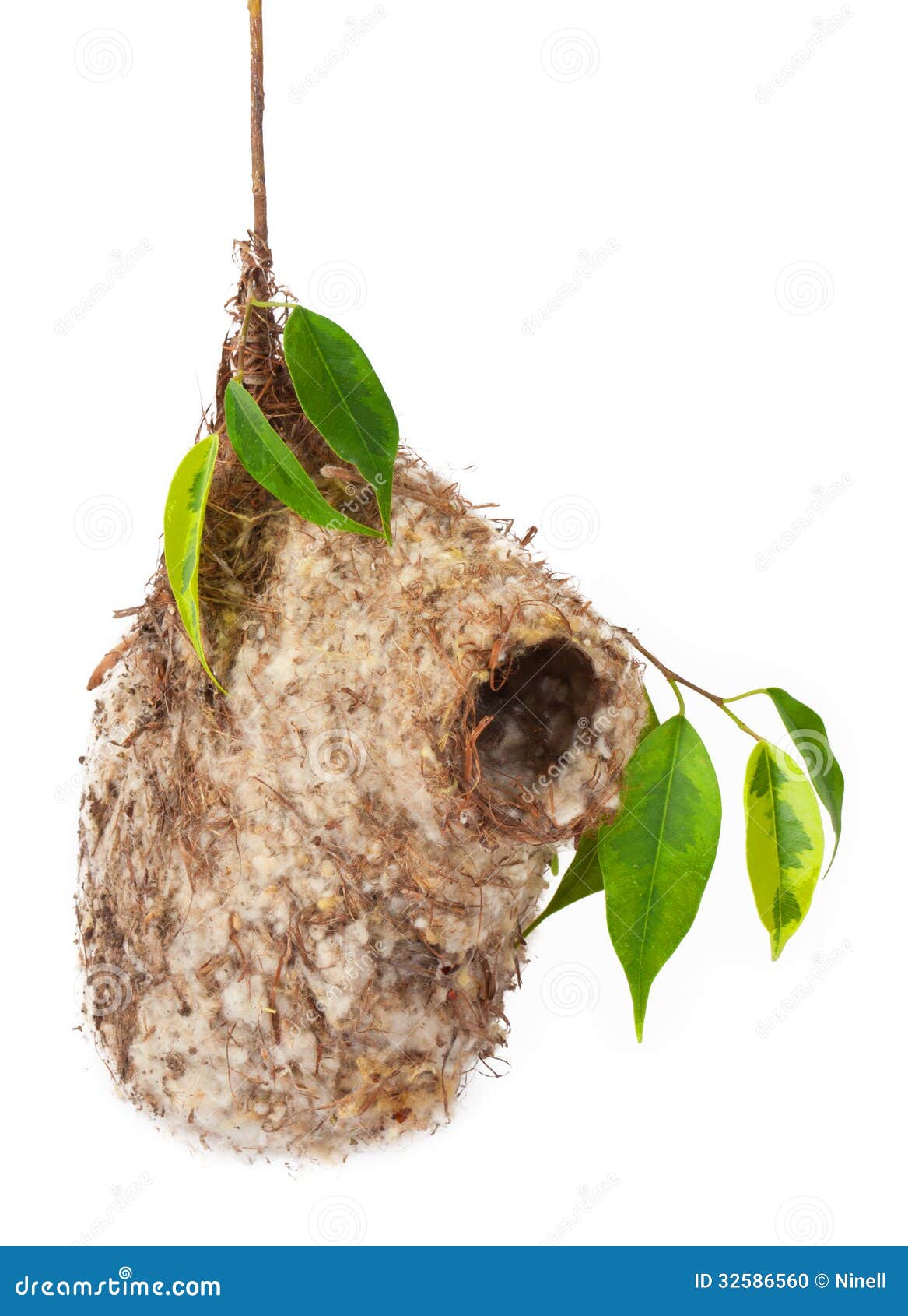 Nest stock photo. Image of closeup, avian, background - 32586560