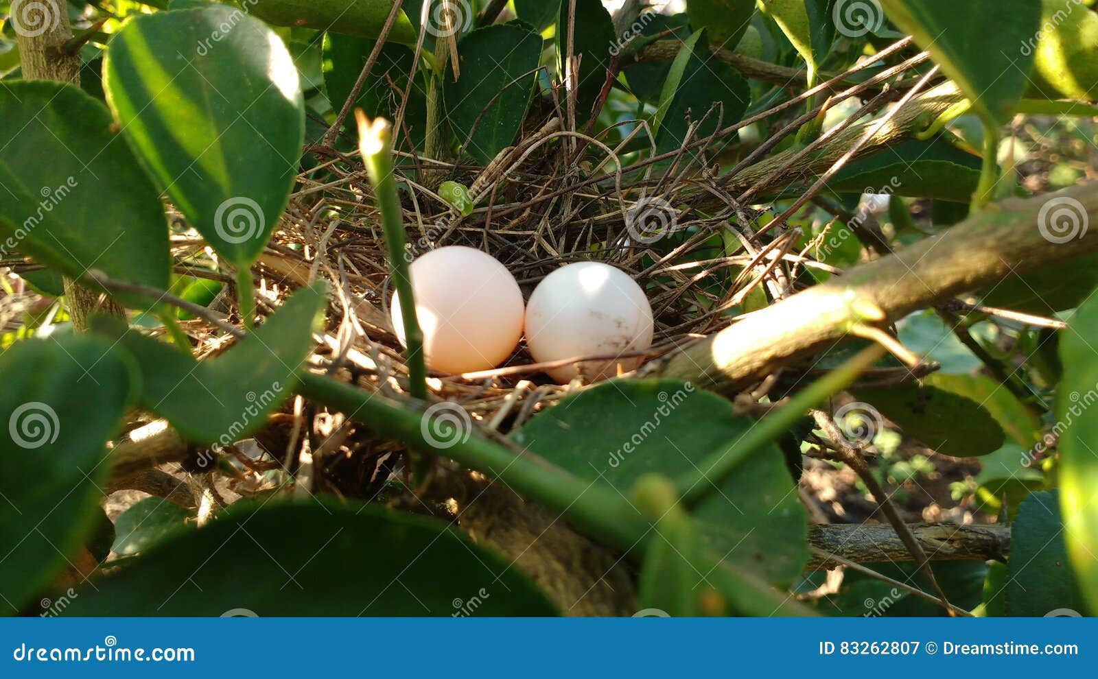 Nest stock image. Image of tree, nature, bird, nest, lemon - 83262807