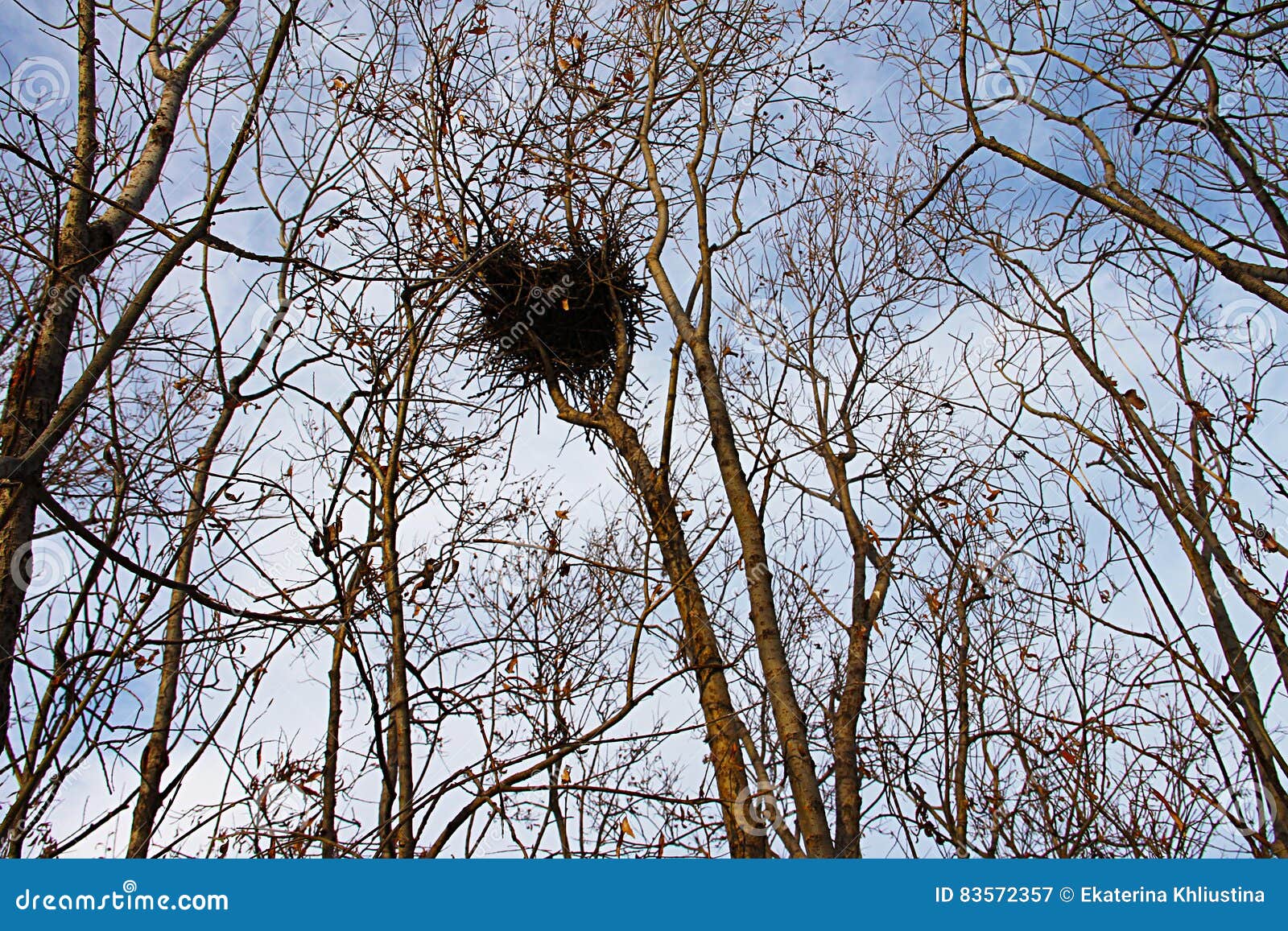 Nest Bird Magpie Formation in the Top of the Forest Thicket Stock Image ...