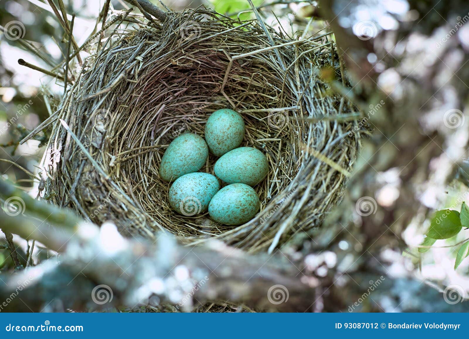 A Nest of Birds on a Tree in the Wild. Stock Photo - Image of brothers ...