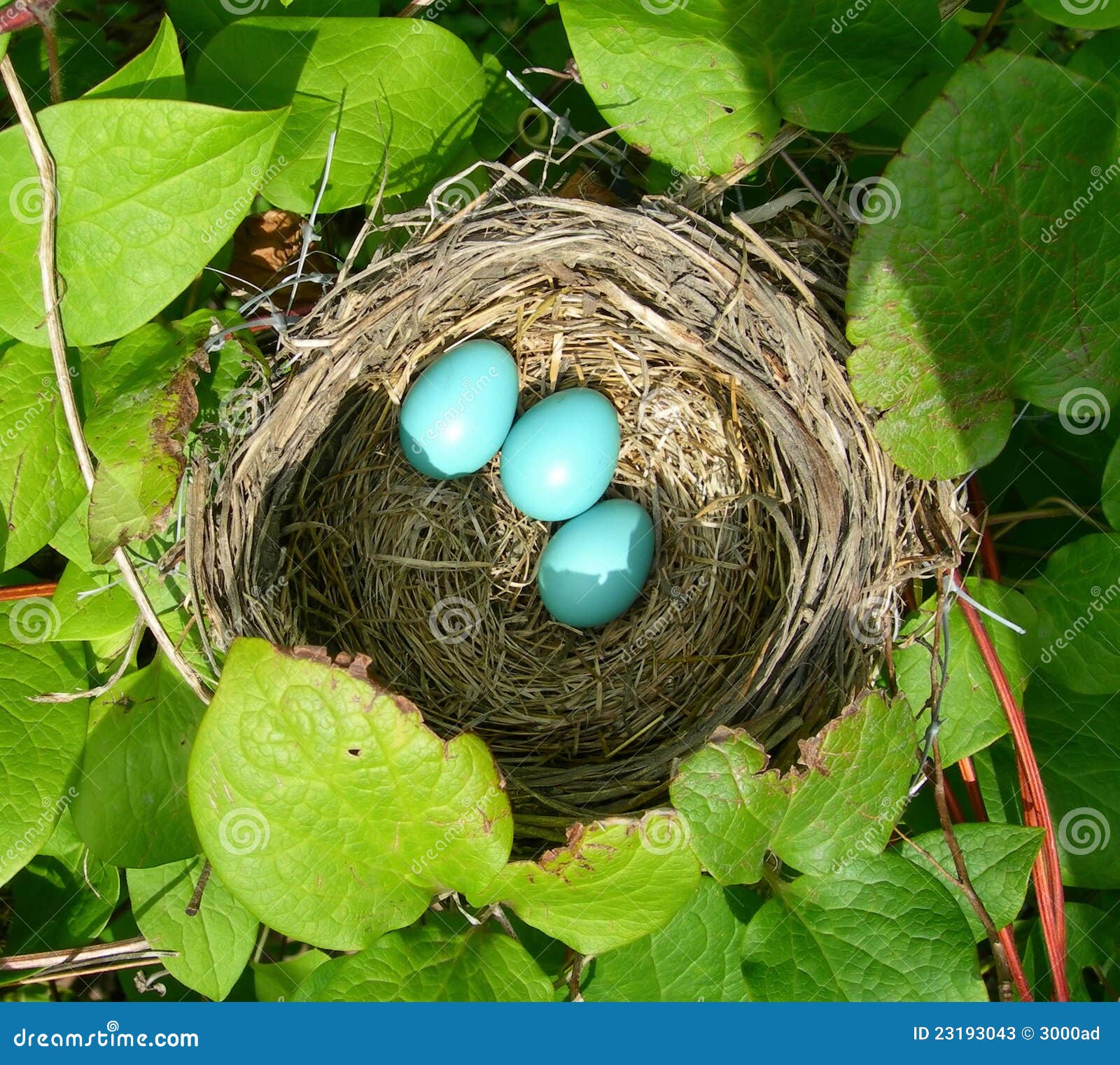 Nest with Blue EggsNest with Blue Eggs Stock Image - Image of reproduce ...