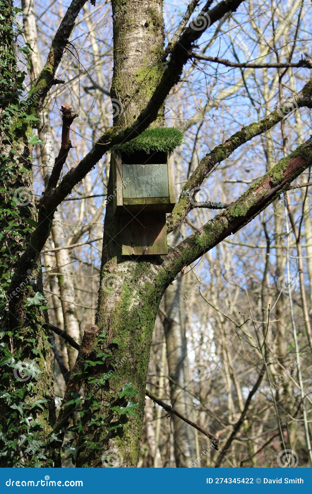 Nest box in the forest stock photo. Image of sunlight - 274345422
