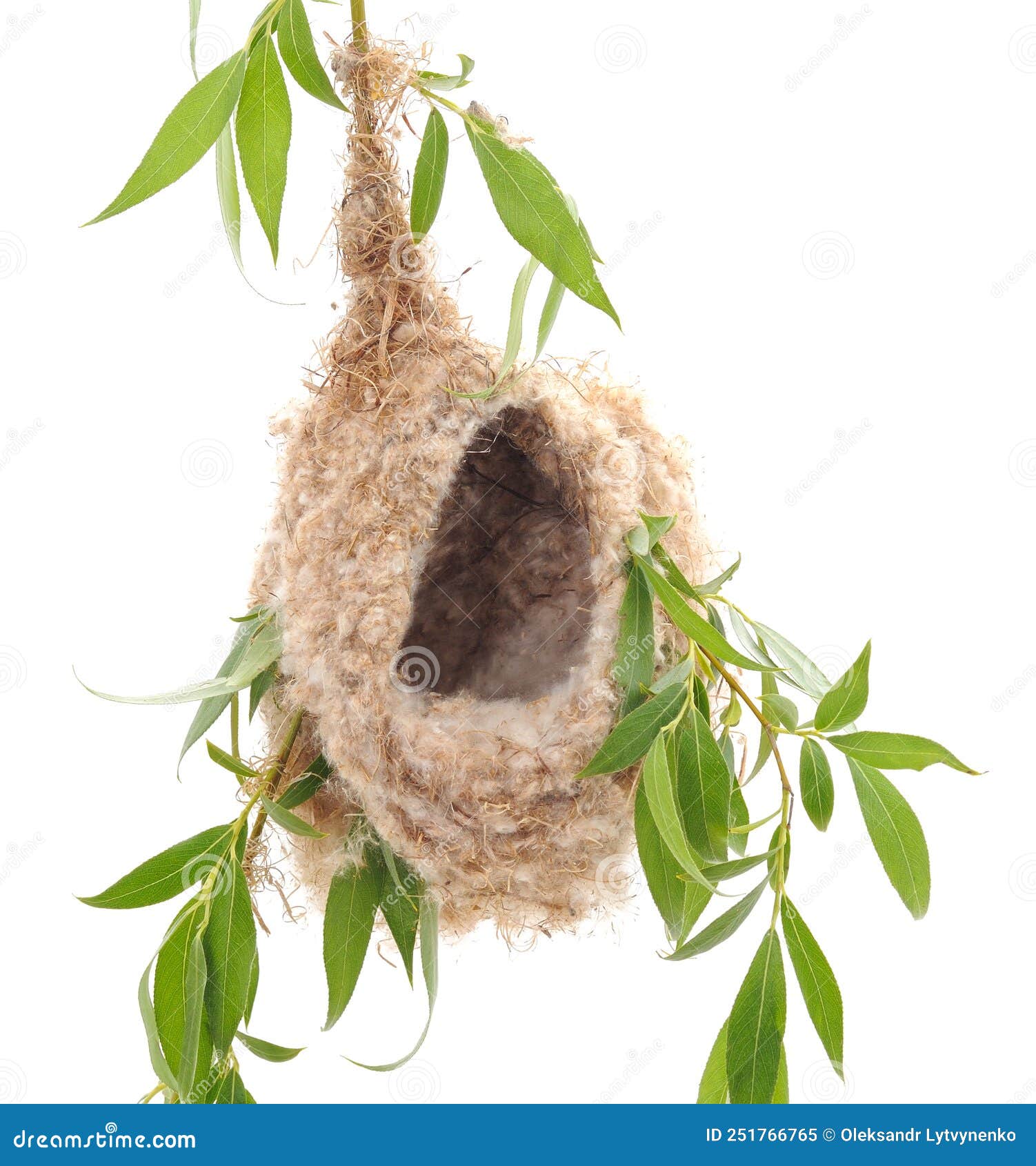 Nest on a branch stock image. Image of animals, nature - 251766765