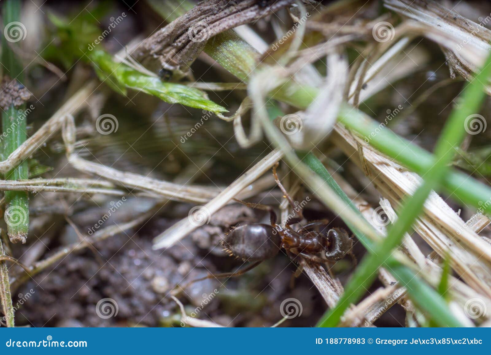 A Nest-building Ant. Anthill Stock Image - Image of guardian ...