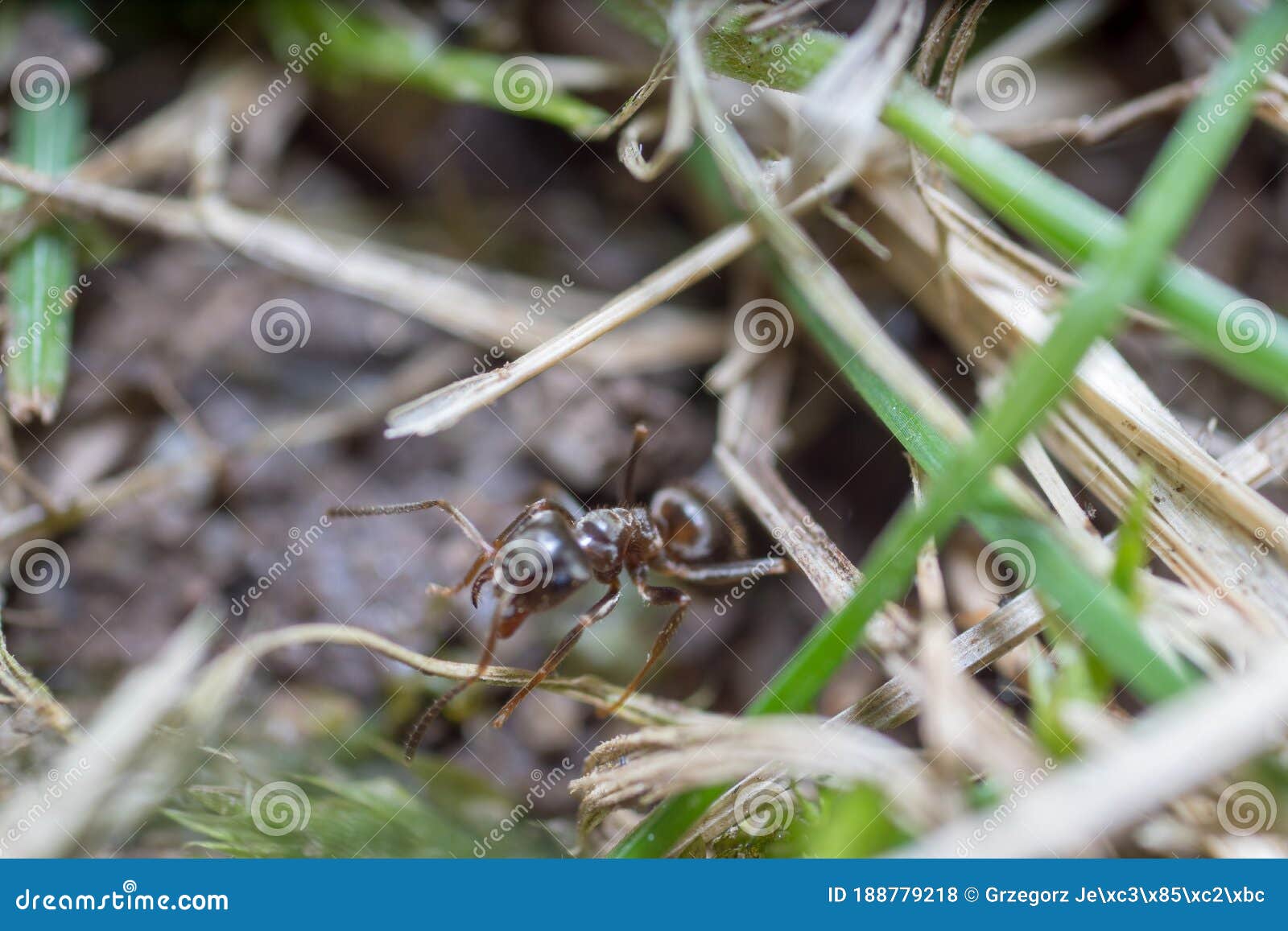 A Nest-building Ant. Anthill Stock Photo - Image of desert, amazon ...