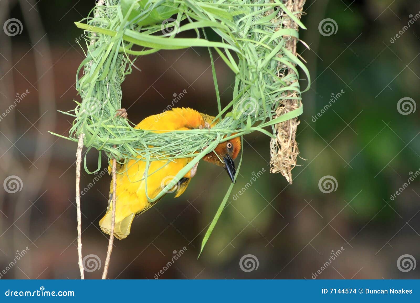 Nest Building Bird stock photo. Image of south, beak, nature - 7144574