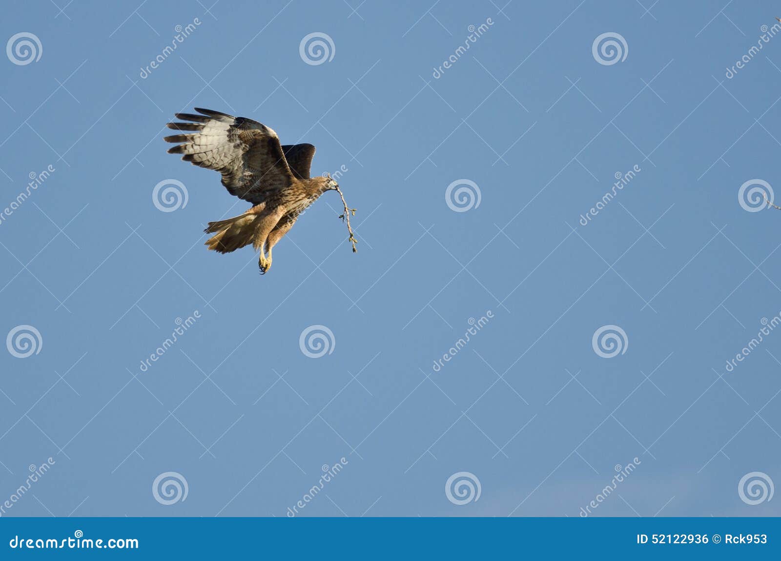 Nest Building Time for the Red-Tail Hawk Stock Photo - Image of belly ...