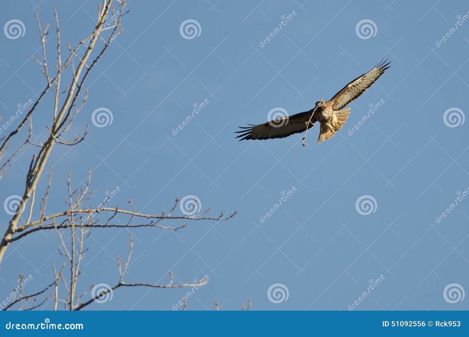 Nest Building Time for the Red-Tail Hawk Stock Photo - Image of nature ...