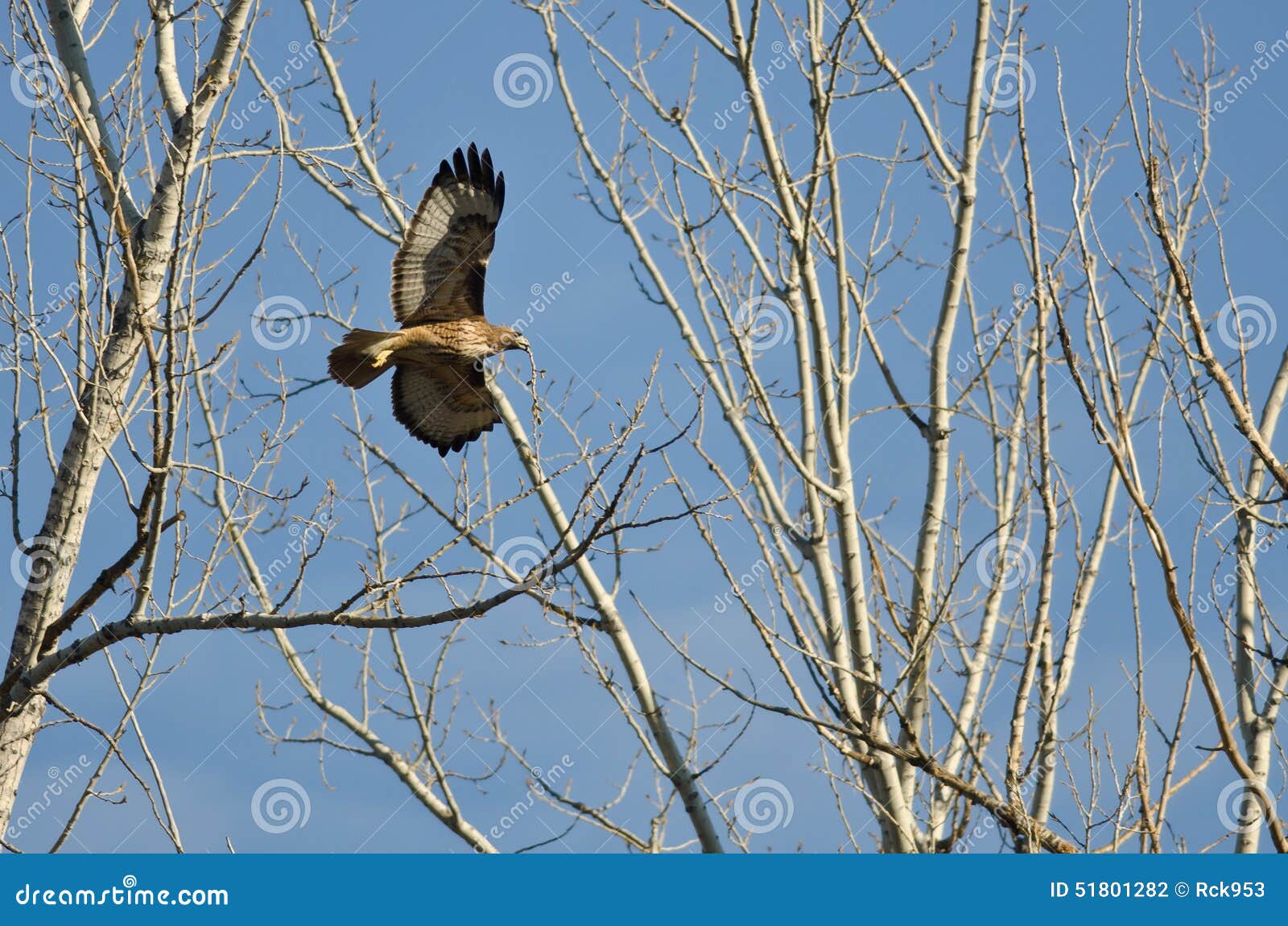 Nest Building Time for the Red-Tail Hawk Stock Photo - Image of north ...