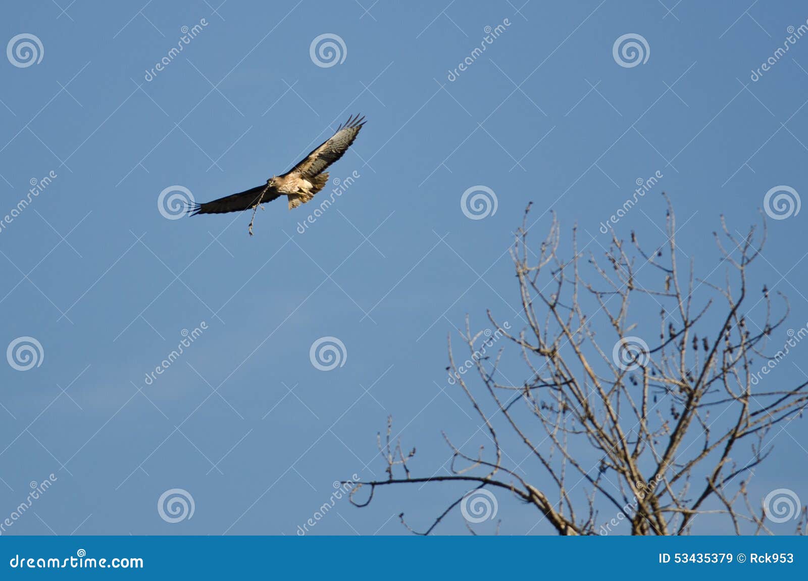 Nest Building Time for the Red-Tail Hawk Stock Image - Image of raptor ...