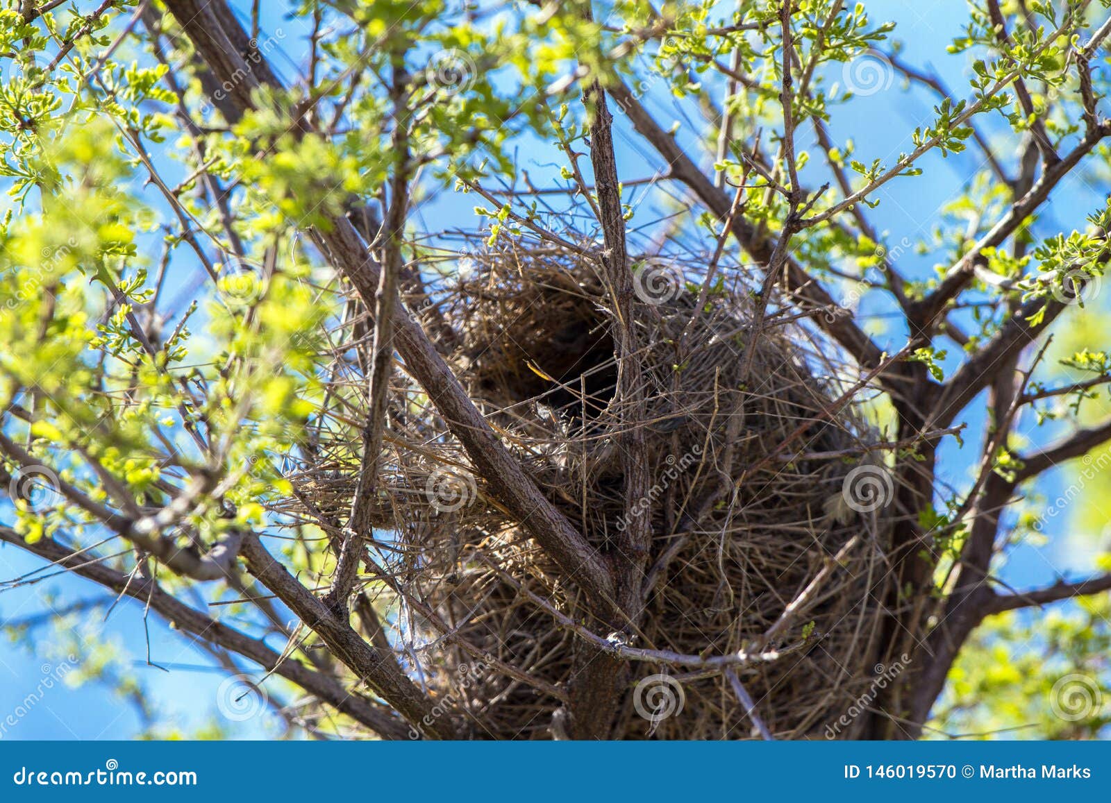 Cactus Wren Nest in Southern Arizona Stock Photo - Image of bright ...
