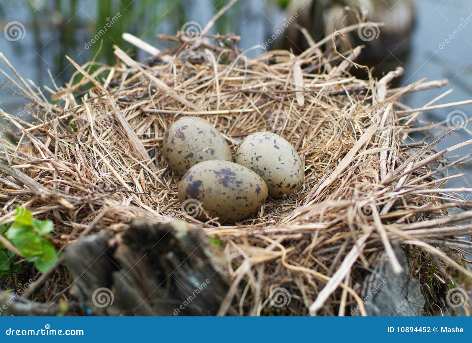 Cream Cardinal Stock Photos - Free & Royalty-Free Stock Photos from ...