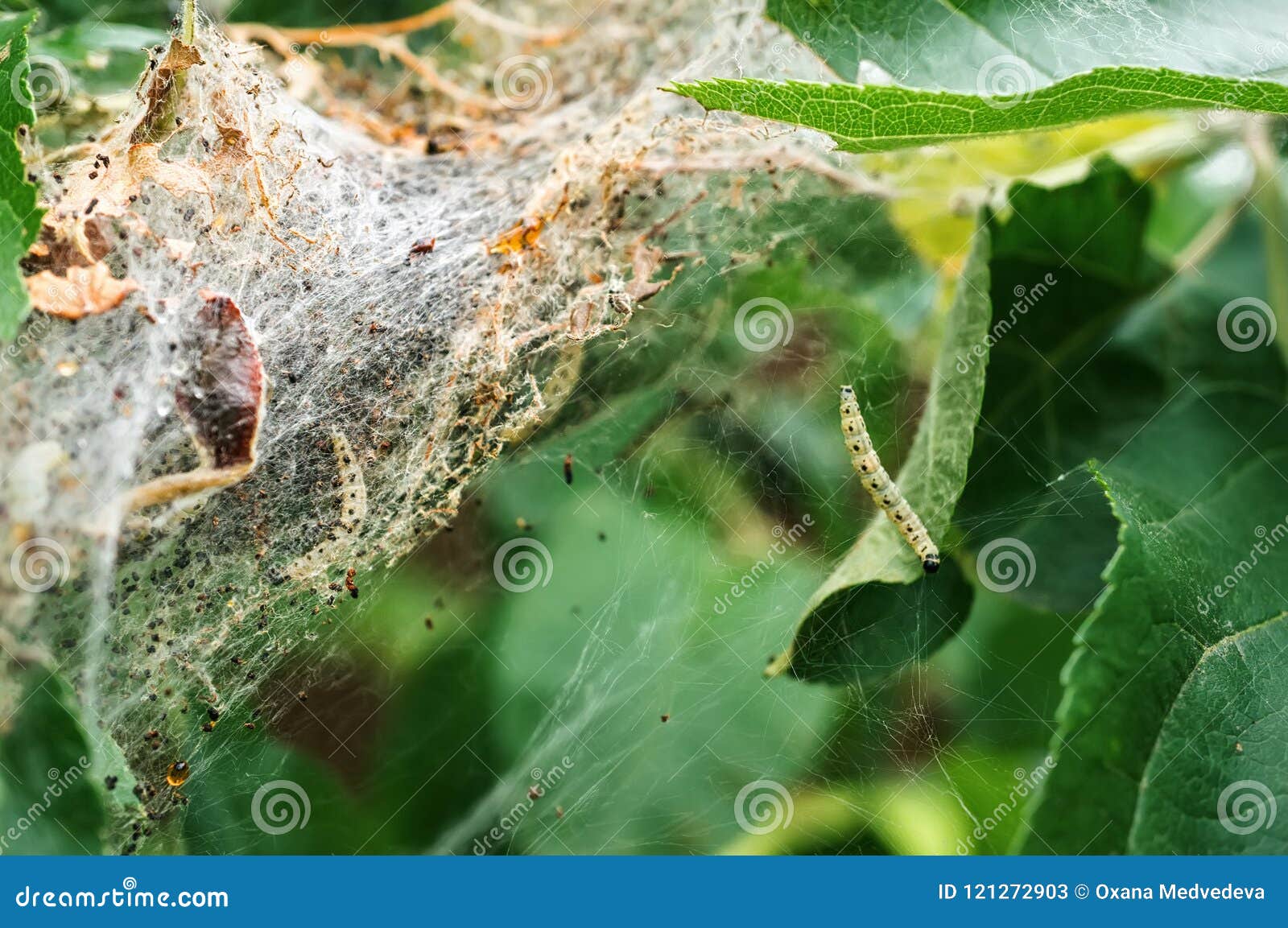 A Nest of Caterpillars of the Codling Moth Stock Image - Image of ...