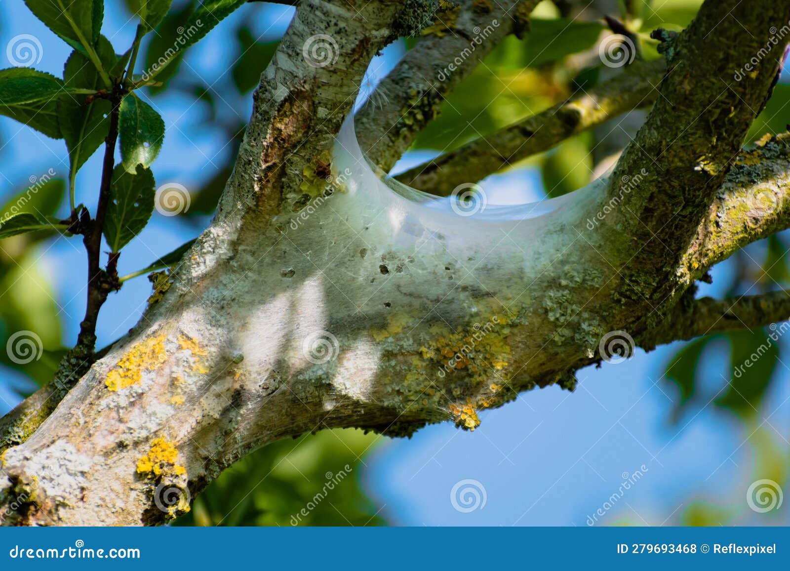 Nest of Caterpillars Seen in a Fruit Tree, Possibly the Lackey Moth ...