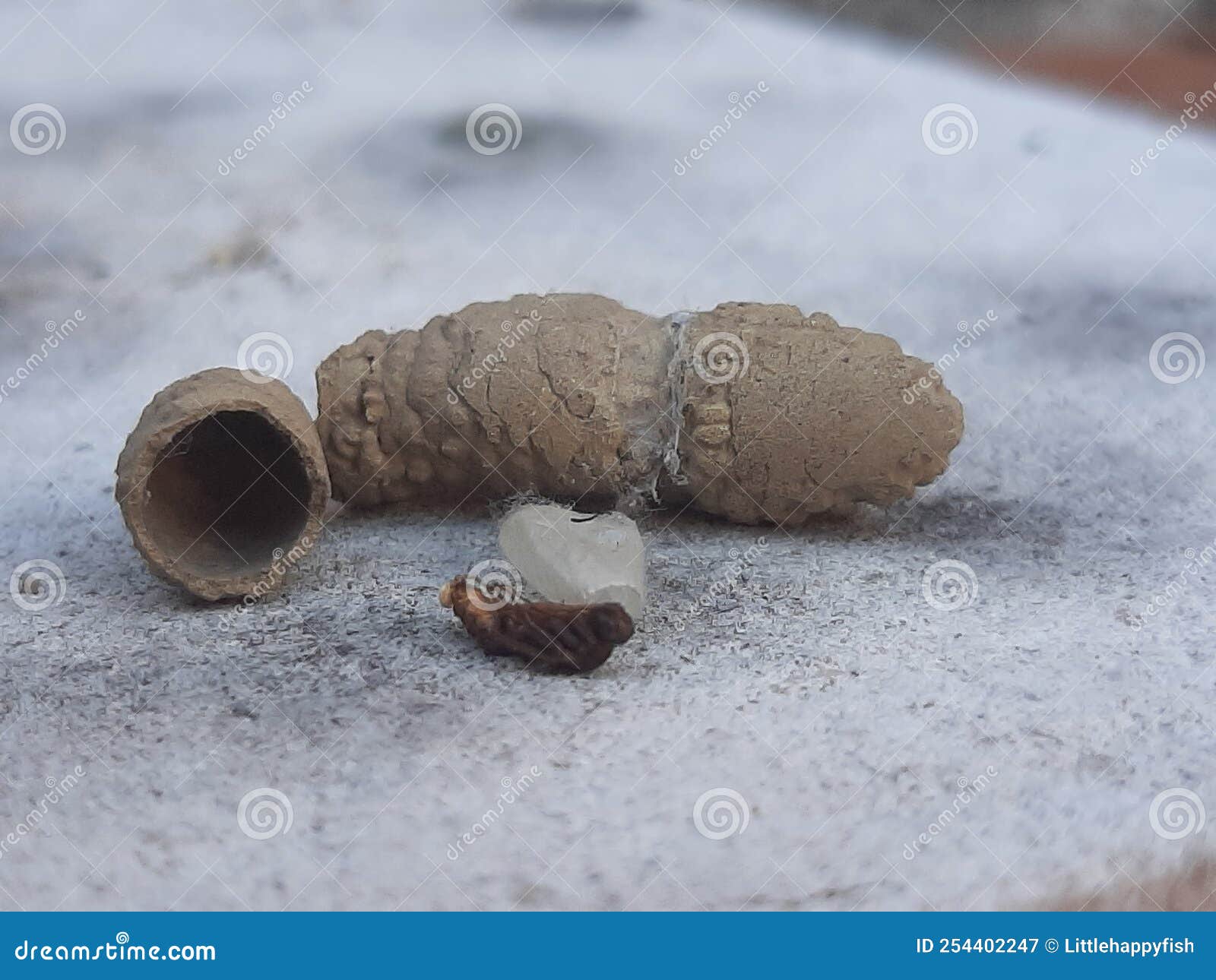 Sceliphron Destillatorium Black And Yellow Mud Dauber Wasp Is Make Mud ... Sceliphron Destillatorium Black And Yellow Mud Dauber Wasp Is Make Mud ...