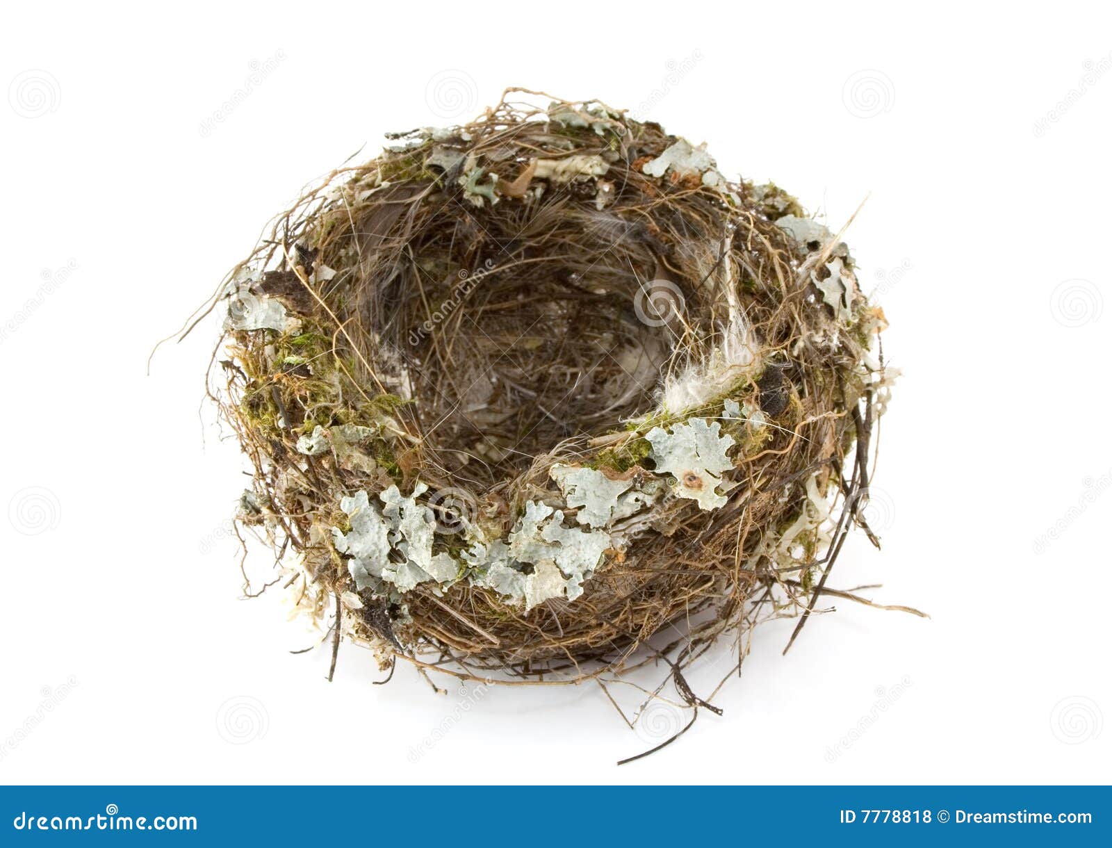 Nest of chaffinch stock photo. Image of bird, animal, exterior - 7778818