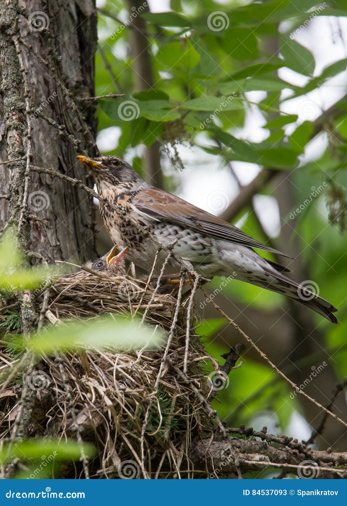Nest with chicks Fieldfare stock image. Image of moscow - 84537093