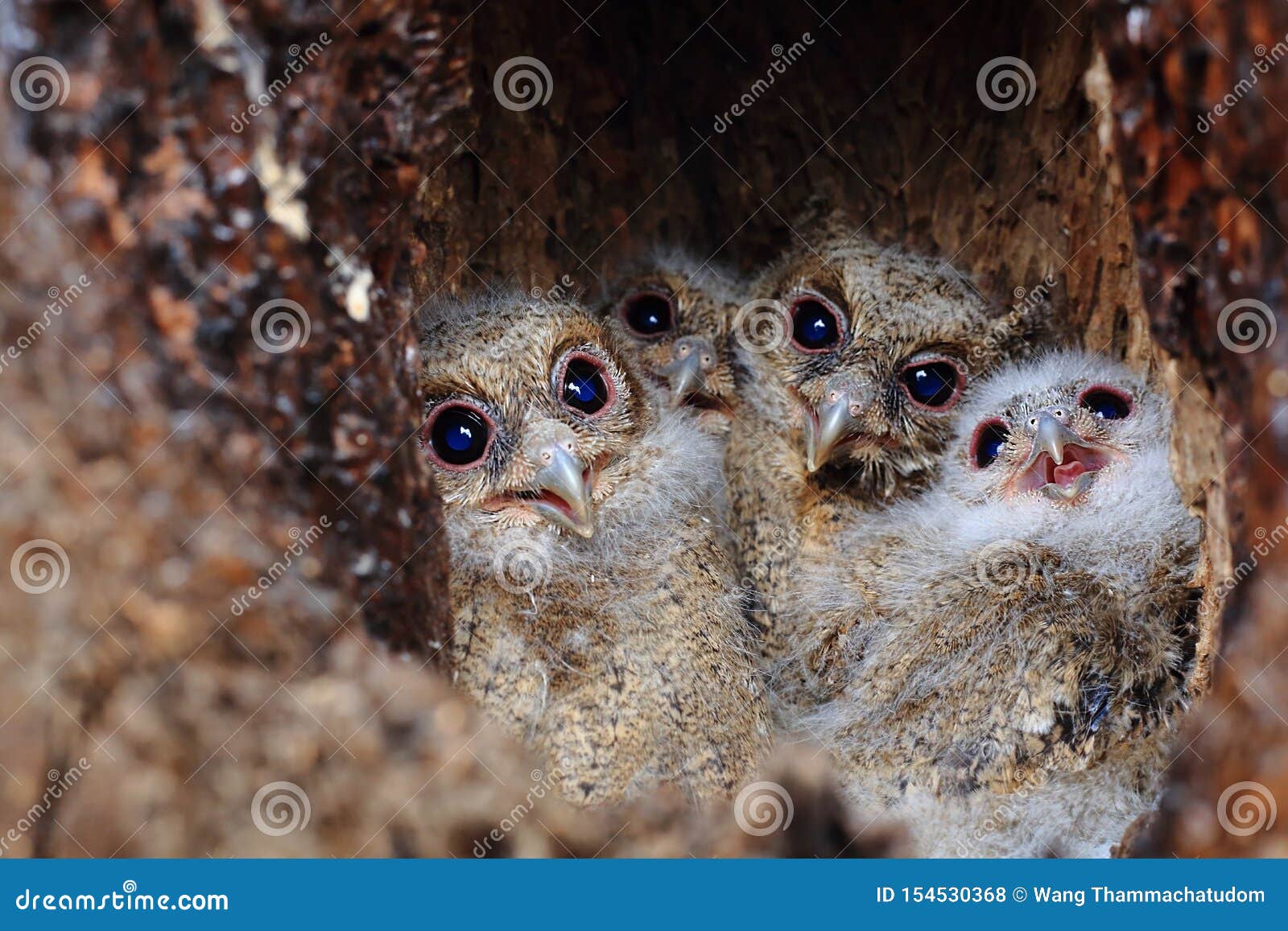 The Nest of Collared Scops in the Wood Stock Photo - Image of colorful ...