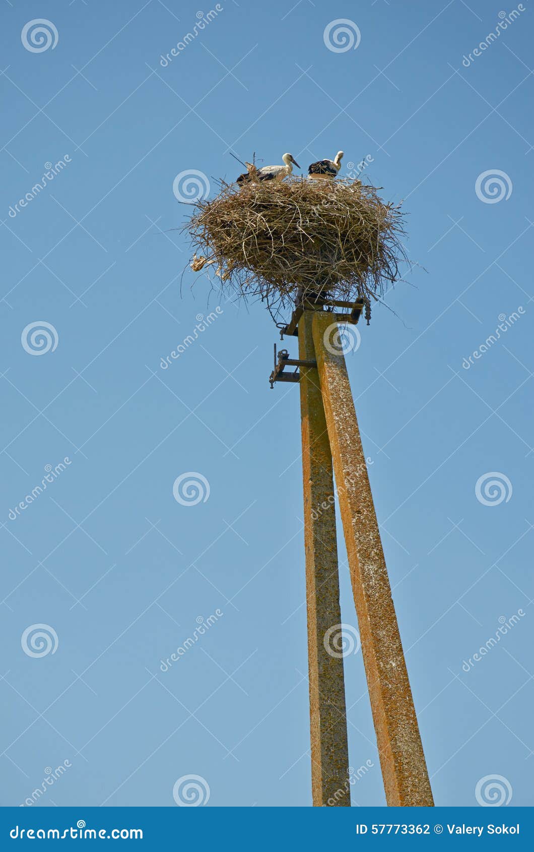 Nest on a column. stock photo. Image of clear, parents - 57773362