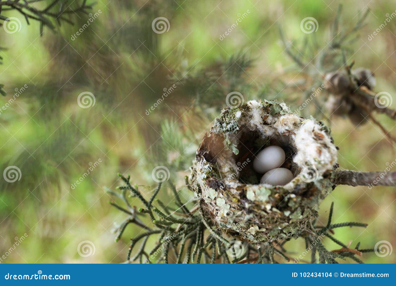Nest in de boom stock foto. Image of installatie, nave - 102434104