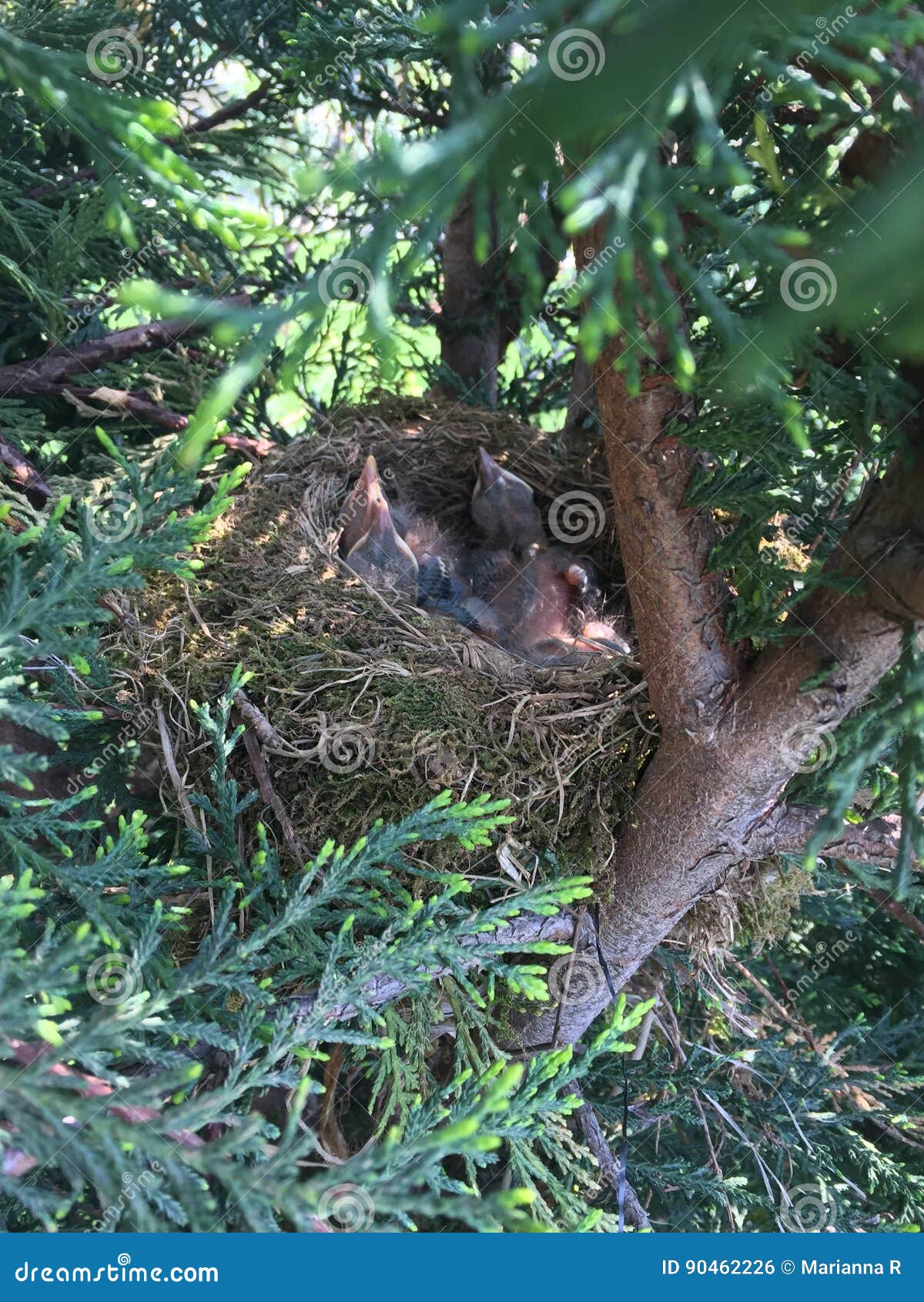 Nest Der Amsel Mit Vogelbaby Vier!!! Wartelebensmittel!! Stockfoto ...