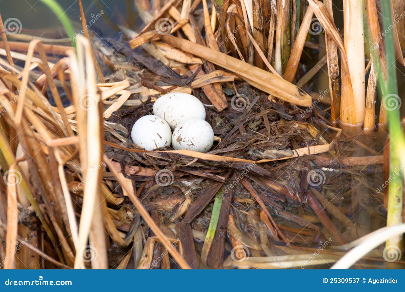 Nest of duck eggs stock image. Image of oval, range, natural - 25309537