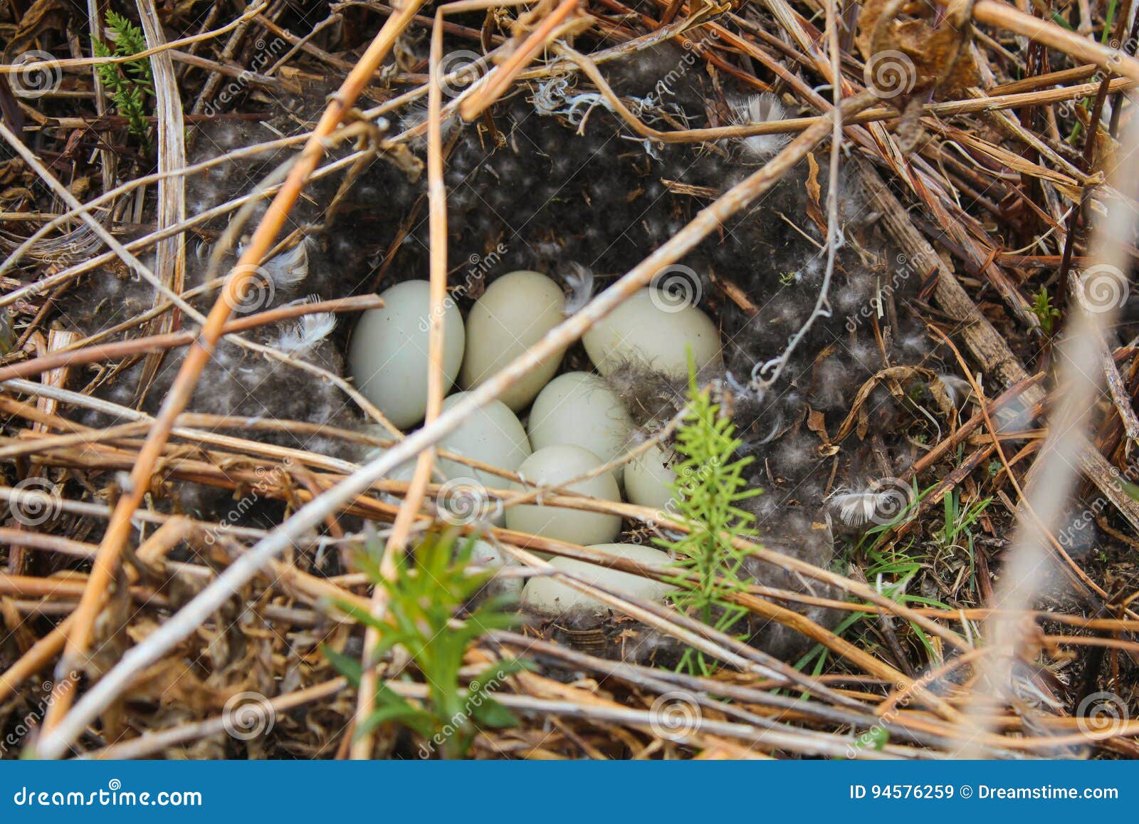 A nest with duck eggs stock image. Image of grass, bird - 94576259