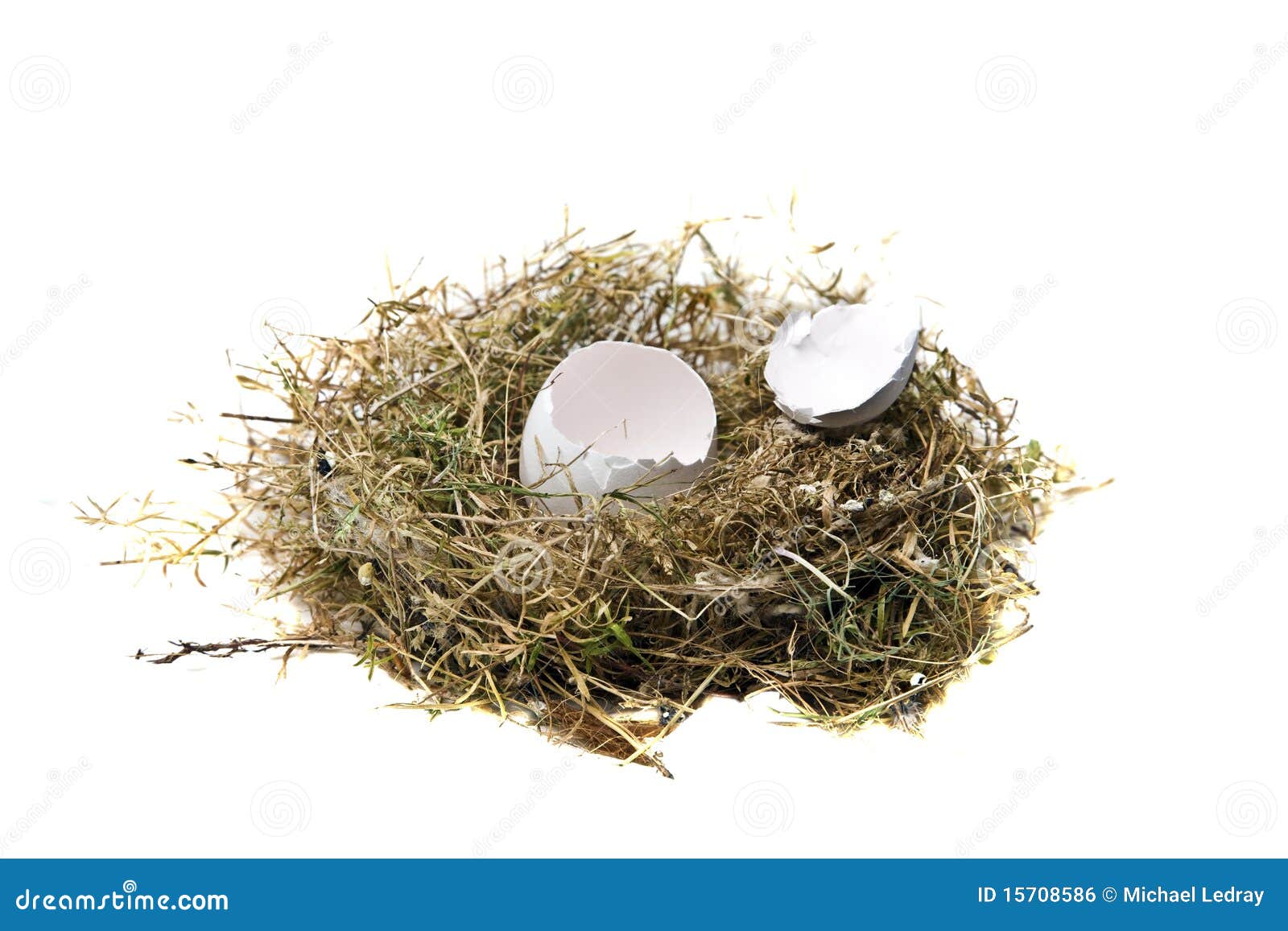 Nest Egg stock photo. Image of colour, life, breakfast - 15708586
