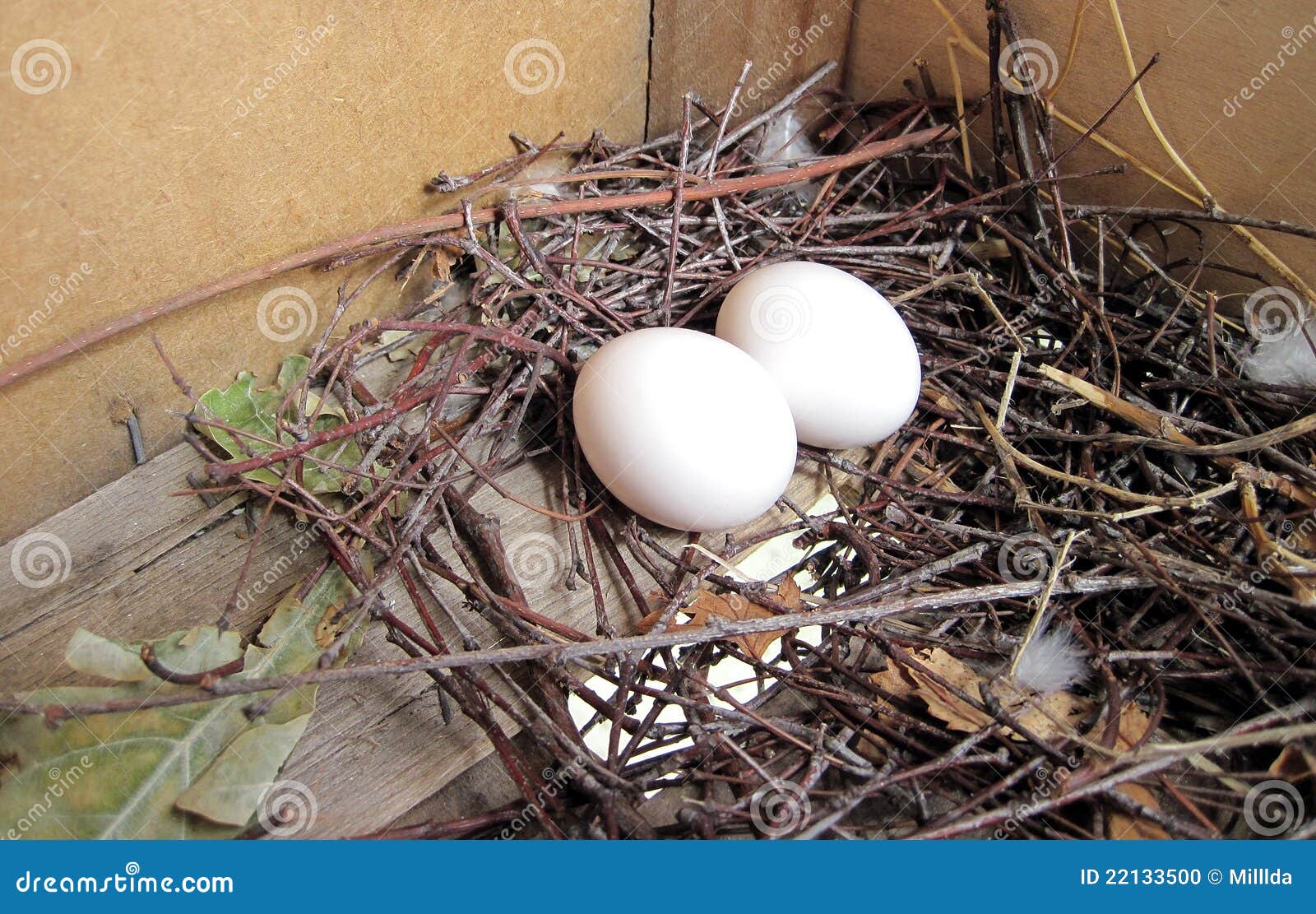 Nest with eggs stock photo. Image of nature, wildlife - 22133500