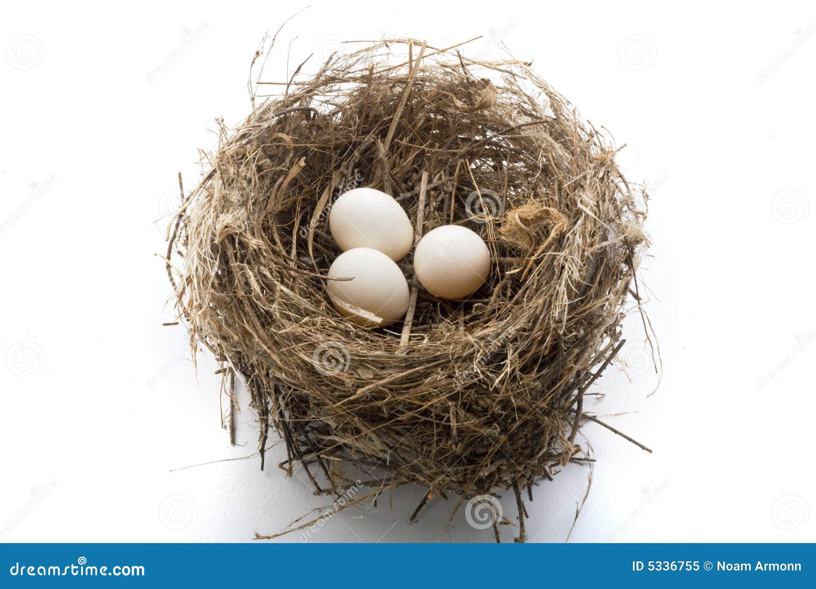 Nest and eggs stock image. Image of birth, natural, isolated - 5336755