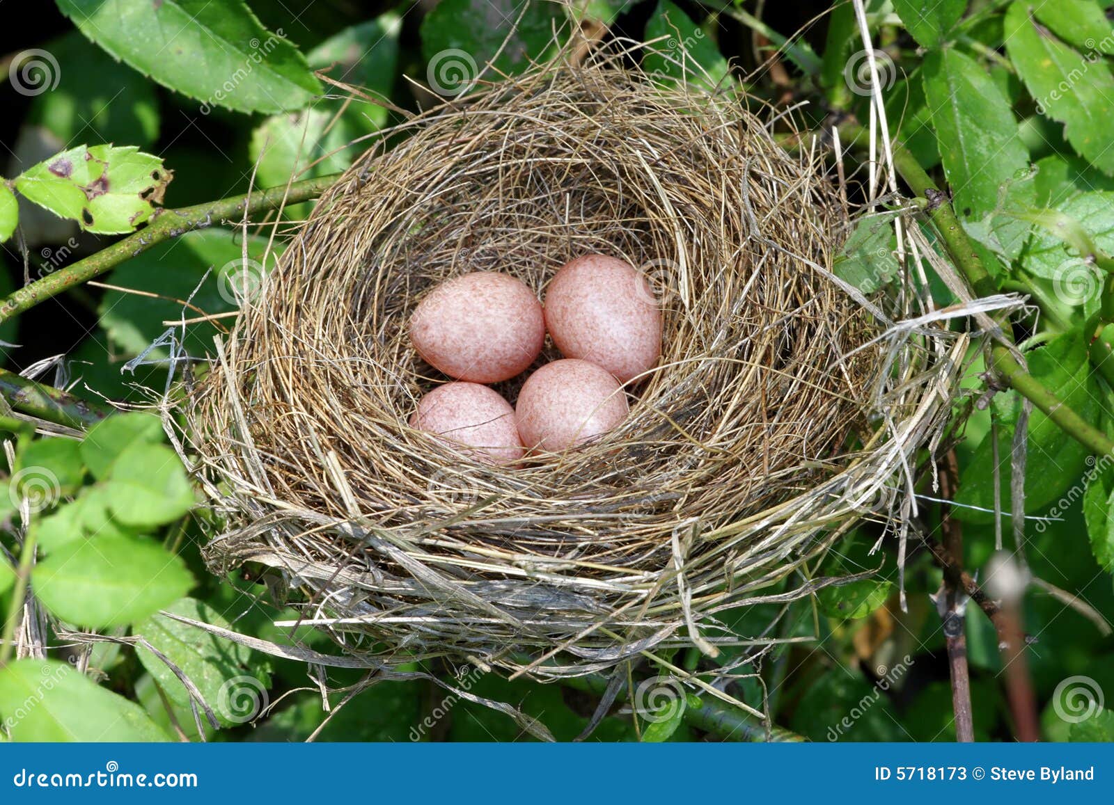 Nest with Eggs stock image. Image of nestegg, songbirds - 5718173