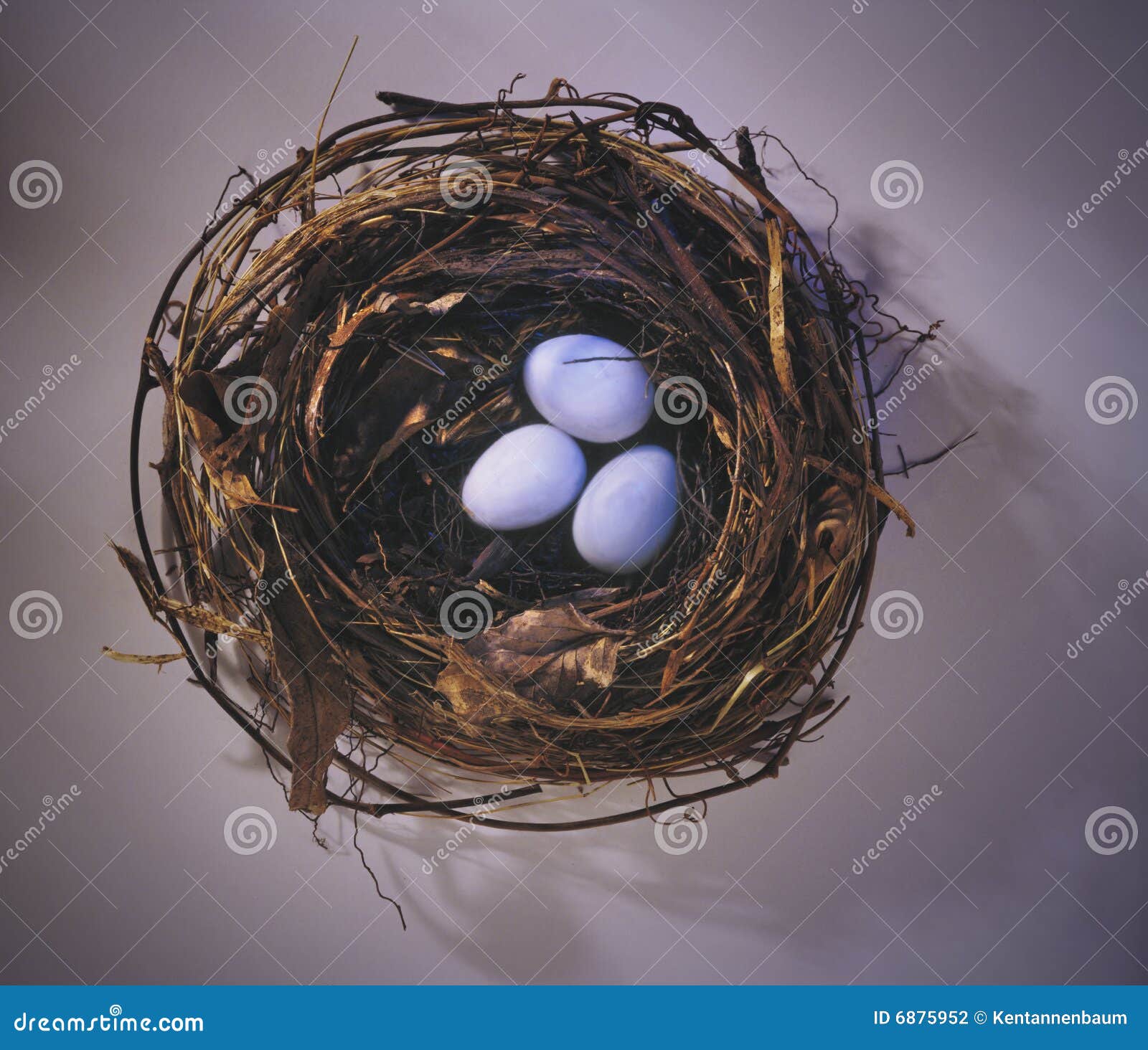 Nest with eggs stock photo. Image of animal, birth, theme - 6875952