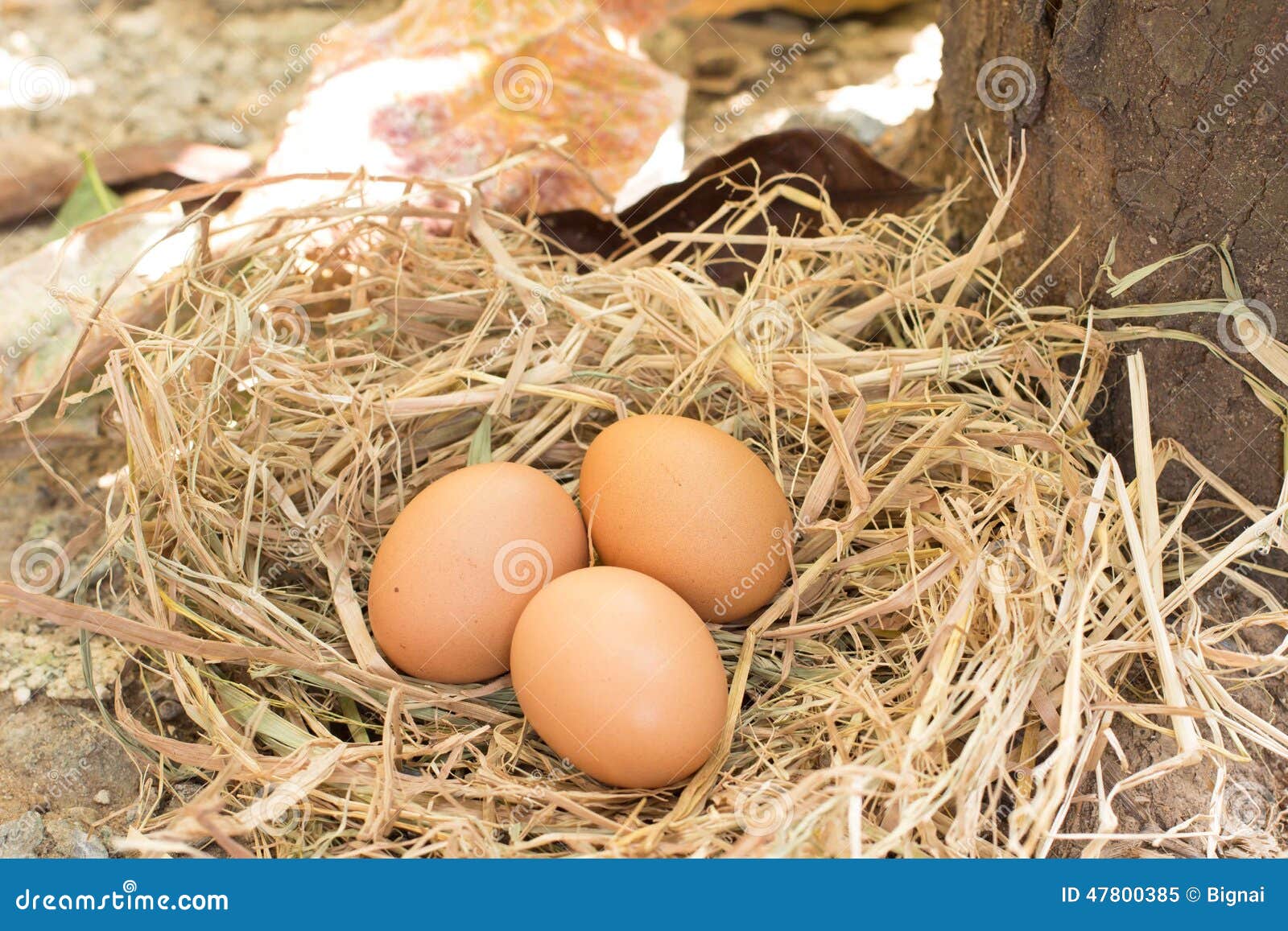 Nest with Eggs stock image. Image of pets, healthy, fresh - 47800385
