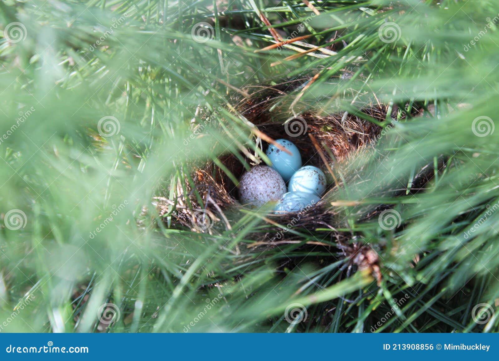 Nest with Eggs Hidden in a Tree Stock Photo - Image of hidden, tree ...