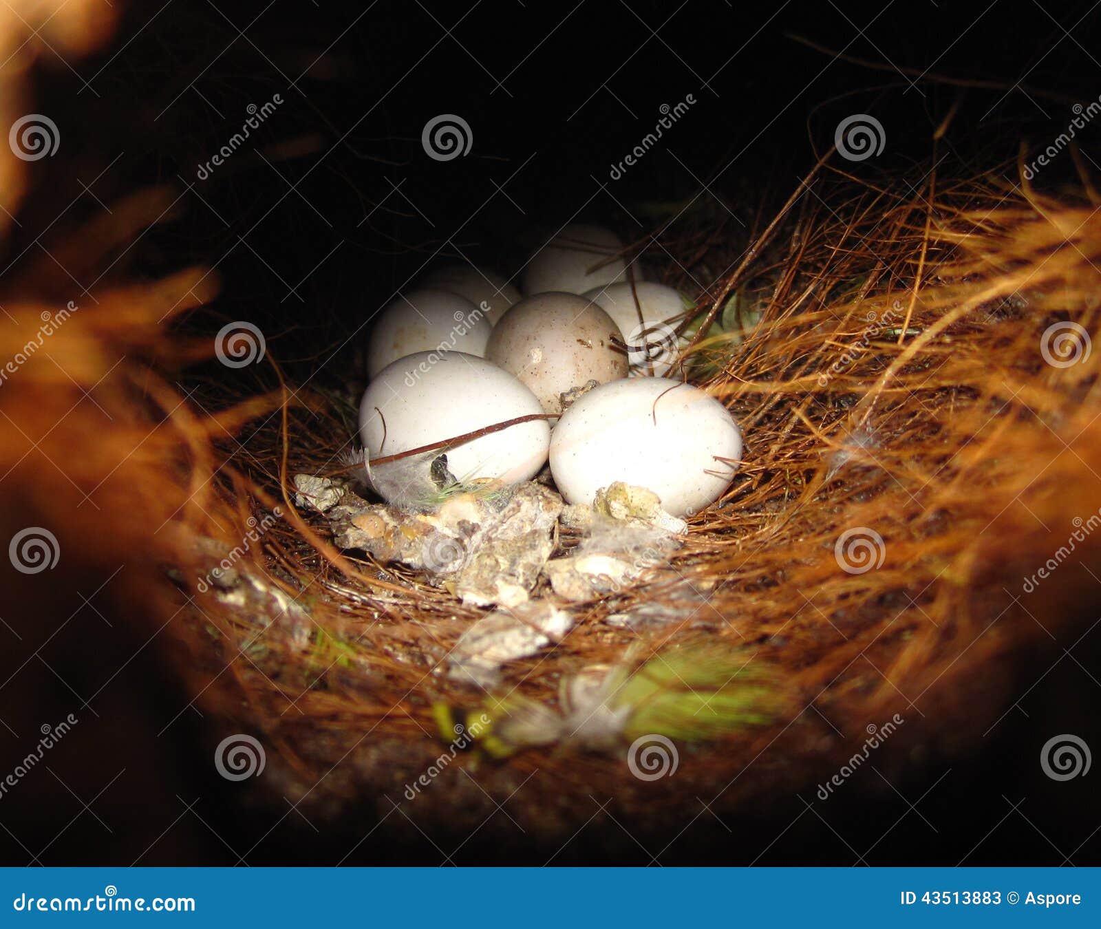 Nest with eggs stock image. Image of nest, cute, ecology - 43513883