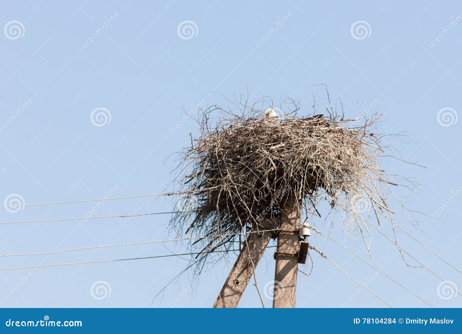 Nest on electric pole stock photo. Image of nest, pylon - 78104284