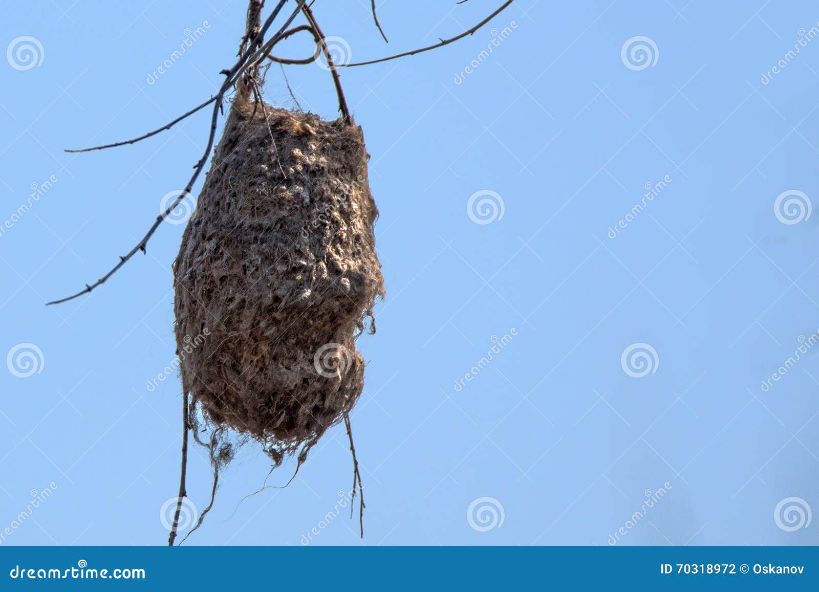 Nest of Eurasian Penduline Tit Stock Photo - Image of europe, nature ...