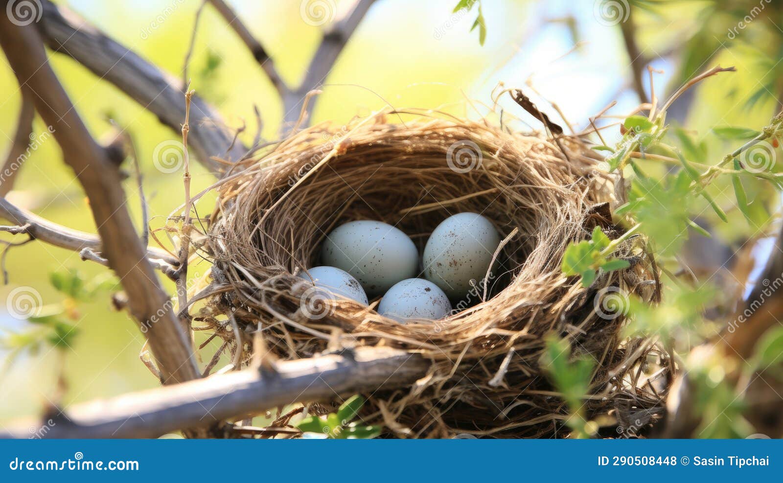 A Nest Filled with Cardinal Bird Eggs in the Branches of a Chinese Elm ...