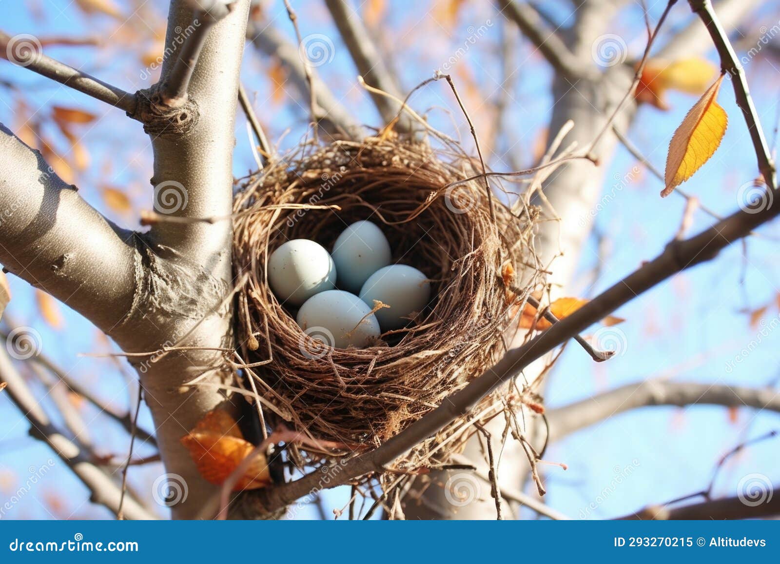 A Nest Filled with Robins Eggs in a Tree Stock Illustration ...