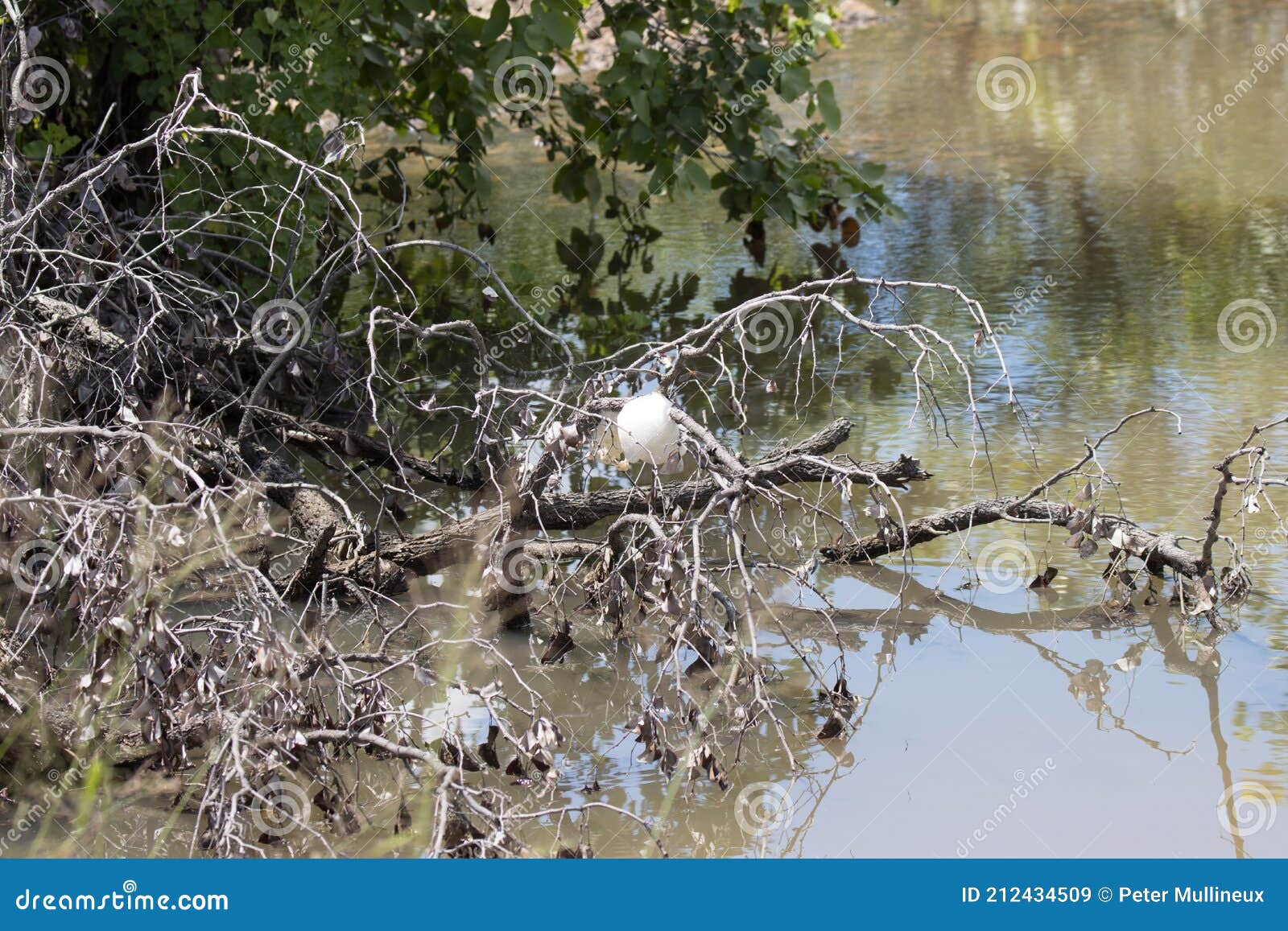 Grey Foam Nest Tree Frog Stock Photos - Free & Royalty-Free Stock ...