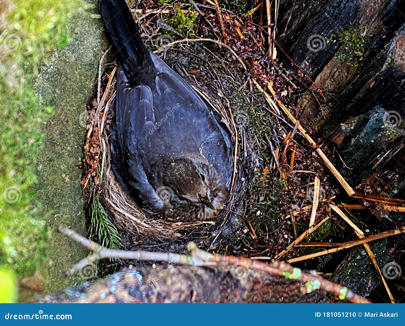 The nest stock photo. Image of nature, bird, nest, spring - 181051210