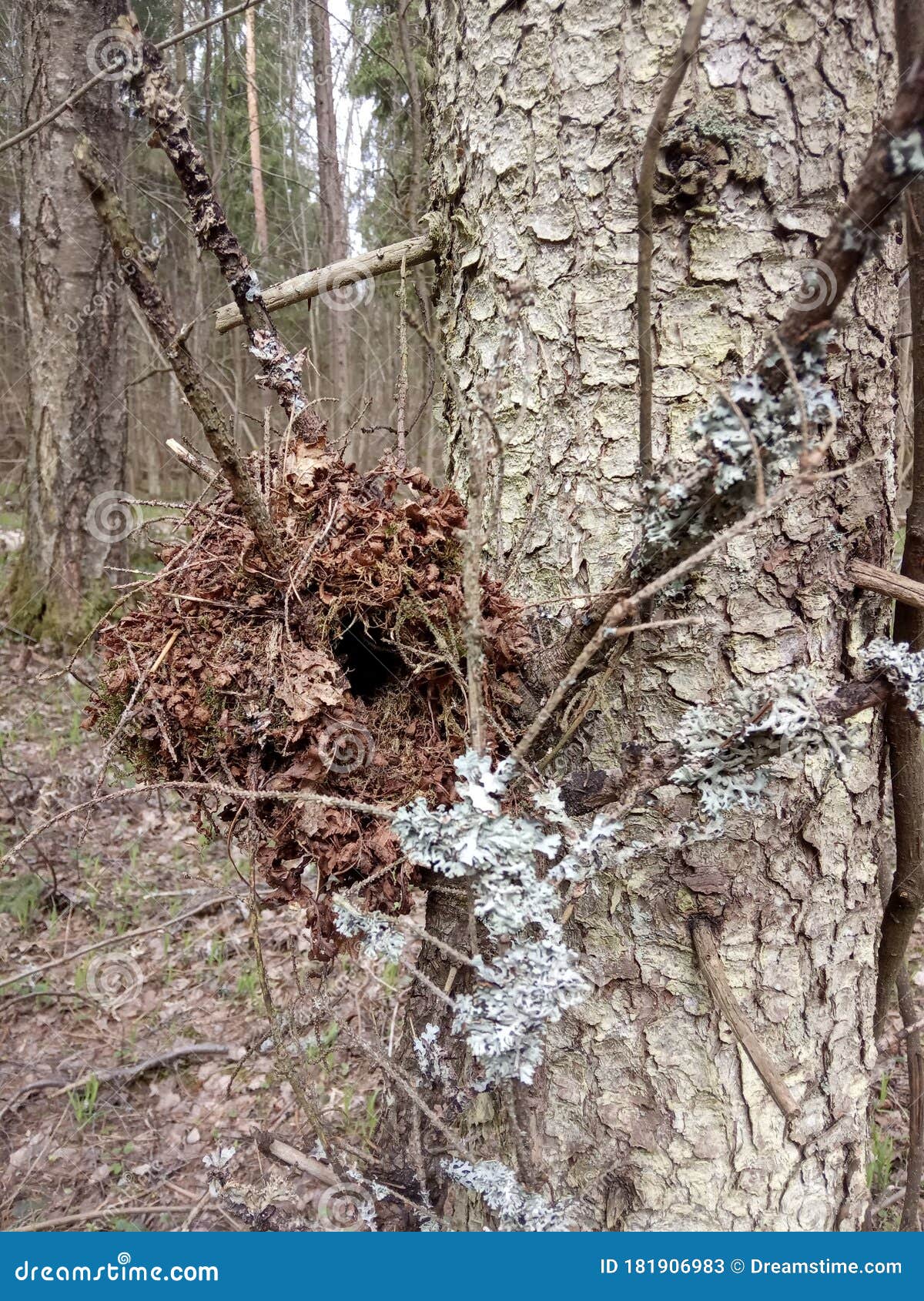 Nest in the forest. stock image. Image of trunk, forest - 181906983