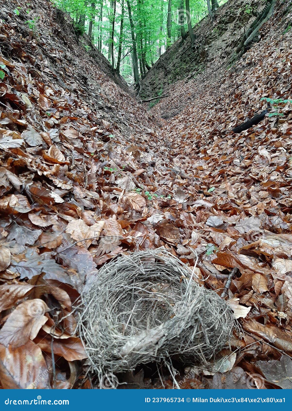 Nest in forest stock photo. Image of winter, branch - 237965734