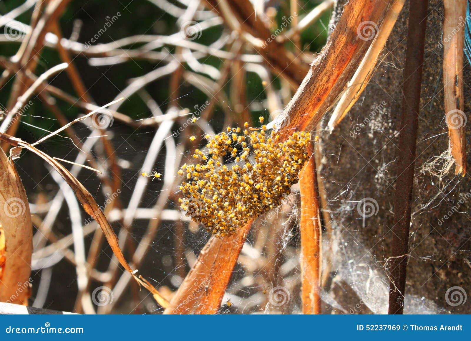 Nest of Freshly-hatched Orb-Spiders Stock Image - Image of spiders ...