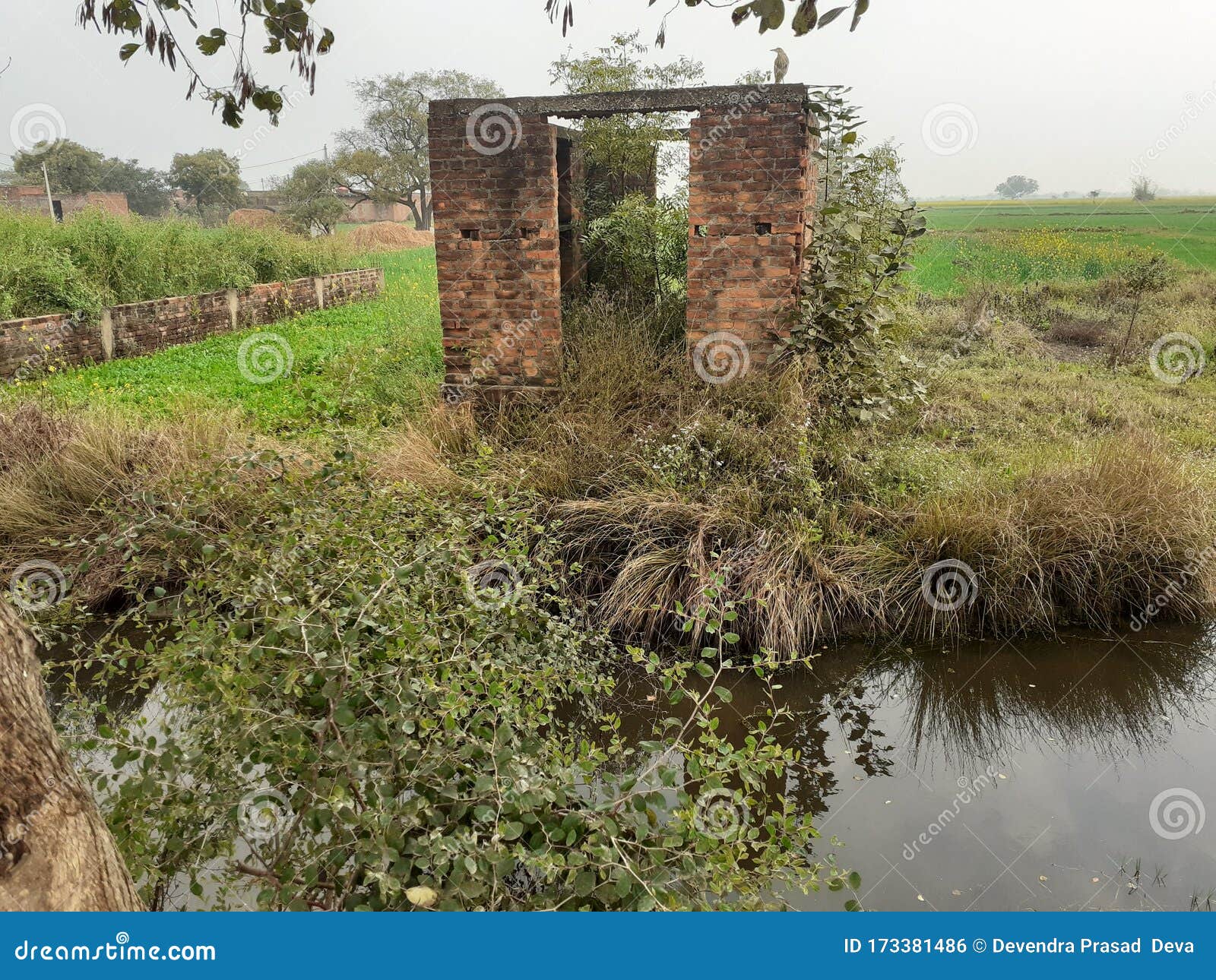 A Nest of a Ghost Amongst the Bushes Stock Photo - Image of nest ...