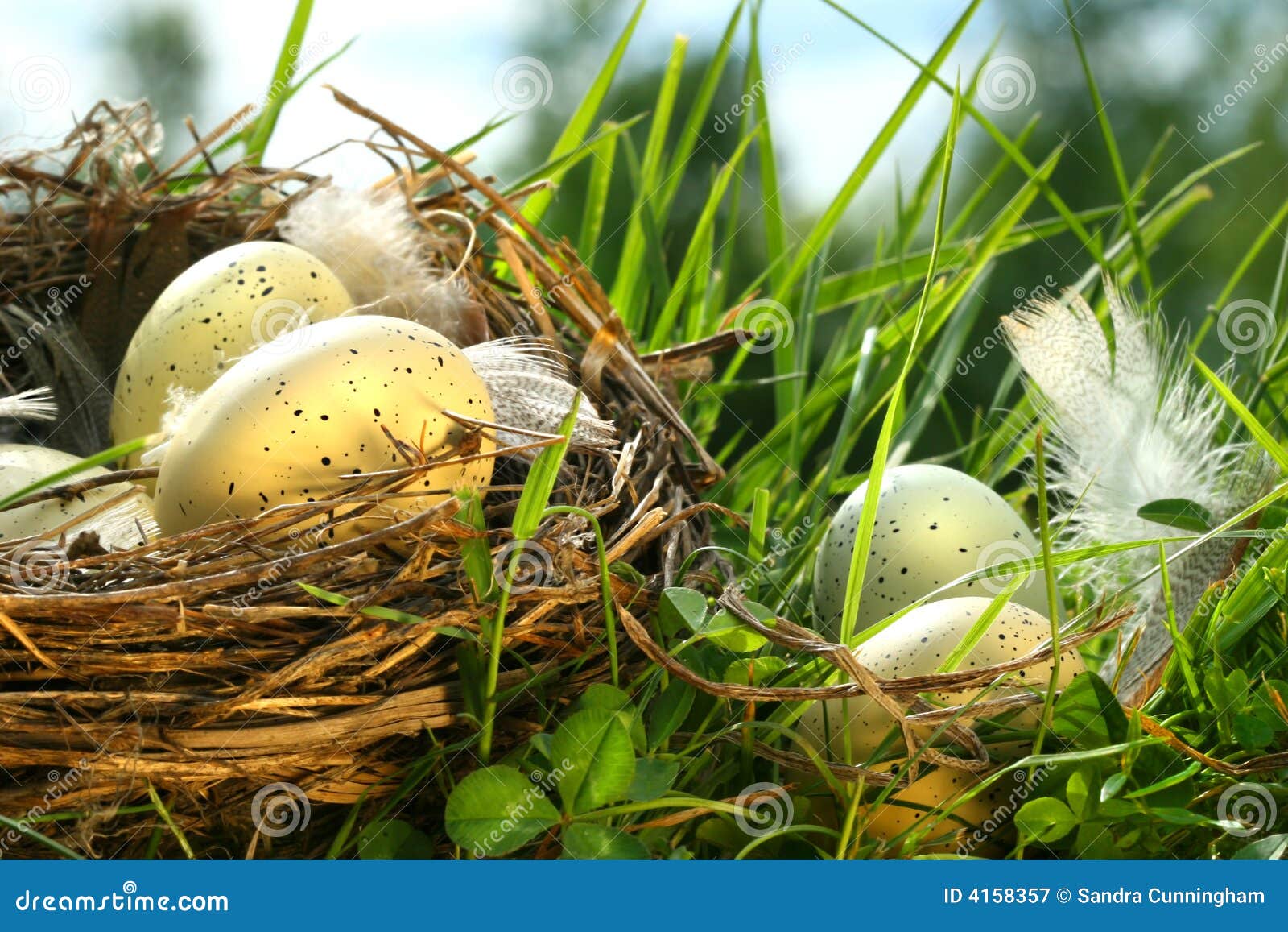 Nest in the Grass with Eggs Stock Image - Image of white, pattern: 4158357