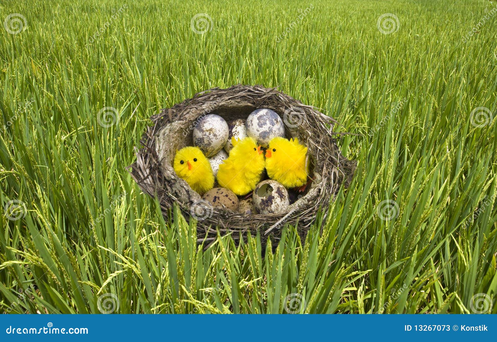 Nest,from Grass with Eggs and Chicken Stock Image - Image of beginning ...